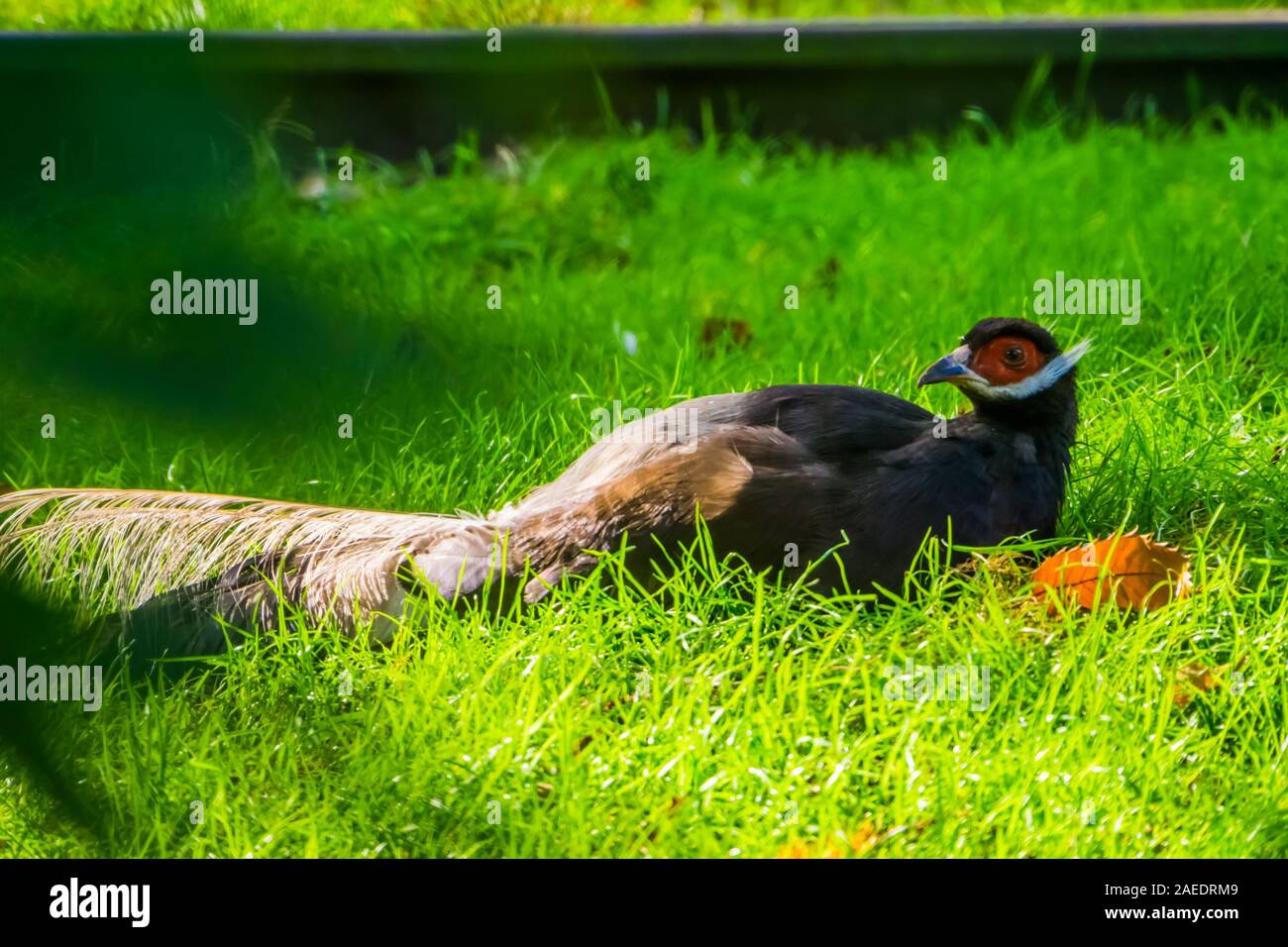 portrait of a brown eared pheasant, Tropical bird from China in Asia ...