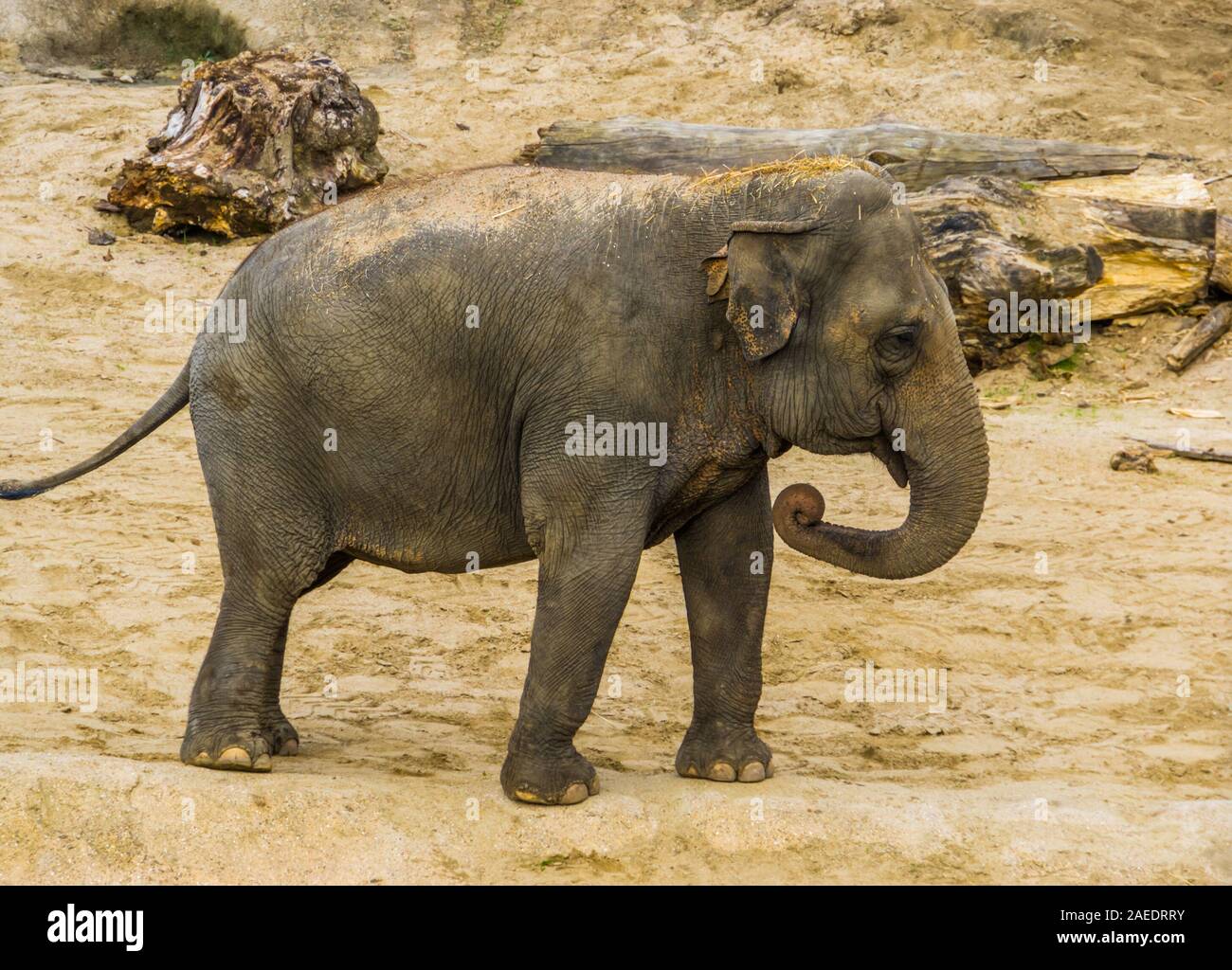closeup portrait of a Asian elephant, Endangered animal specie from ...