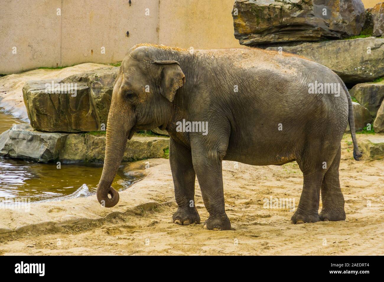 beautiful portrait of a Asian elephant, Endangered animal specie from ...