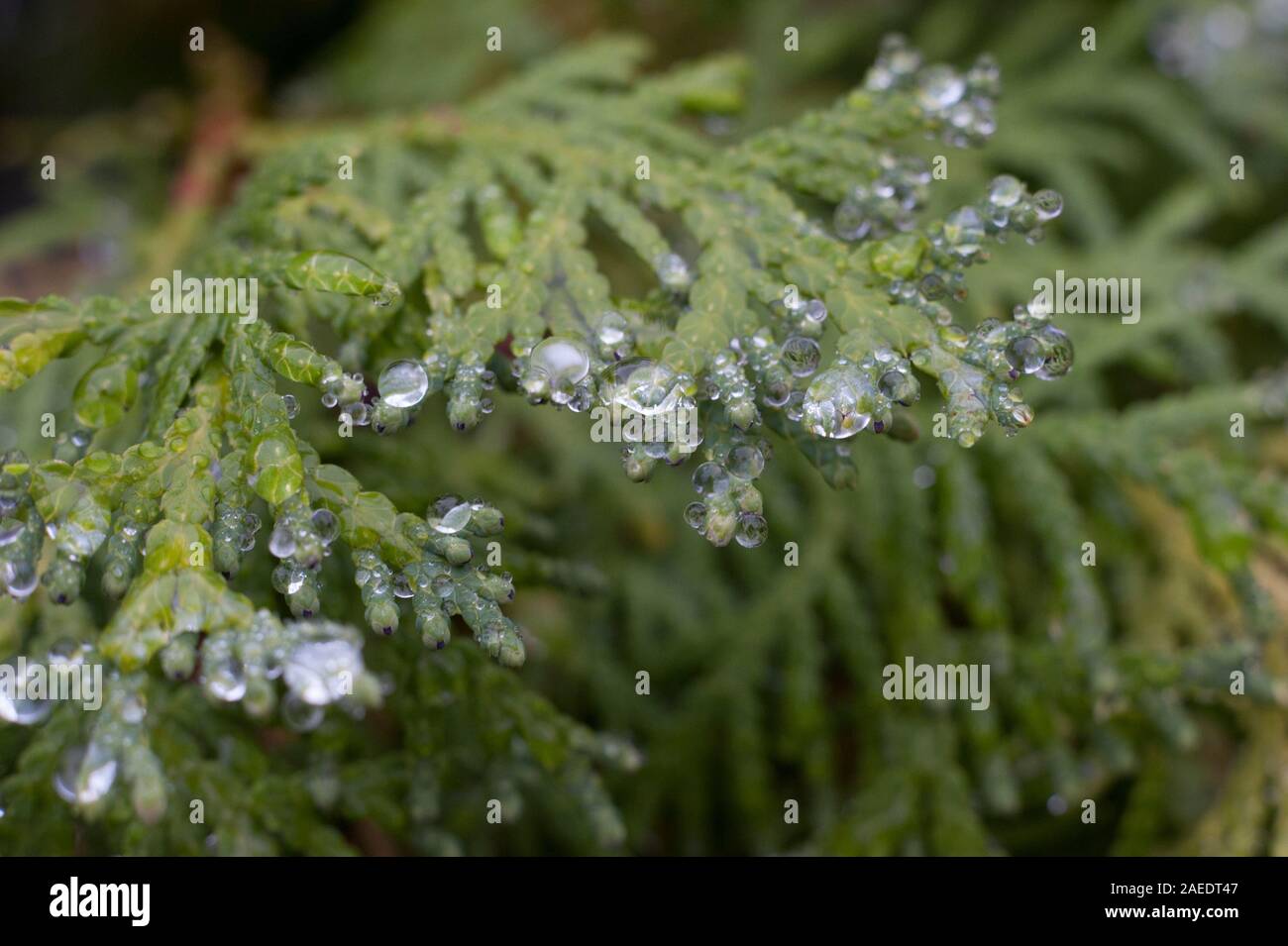 Icy tree hi-res stock photography and images - Alamy