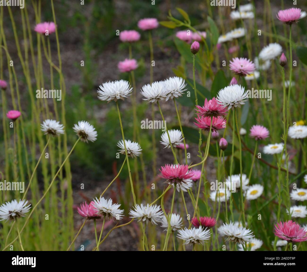 Small white daisy flowers hi-res stock photography and images - Alamy