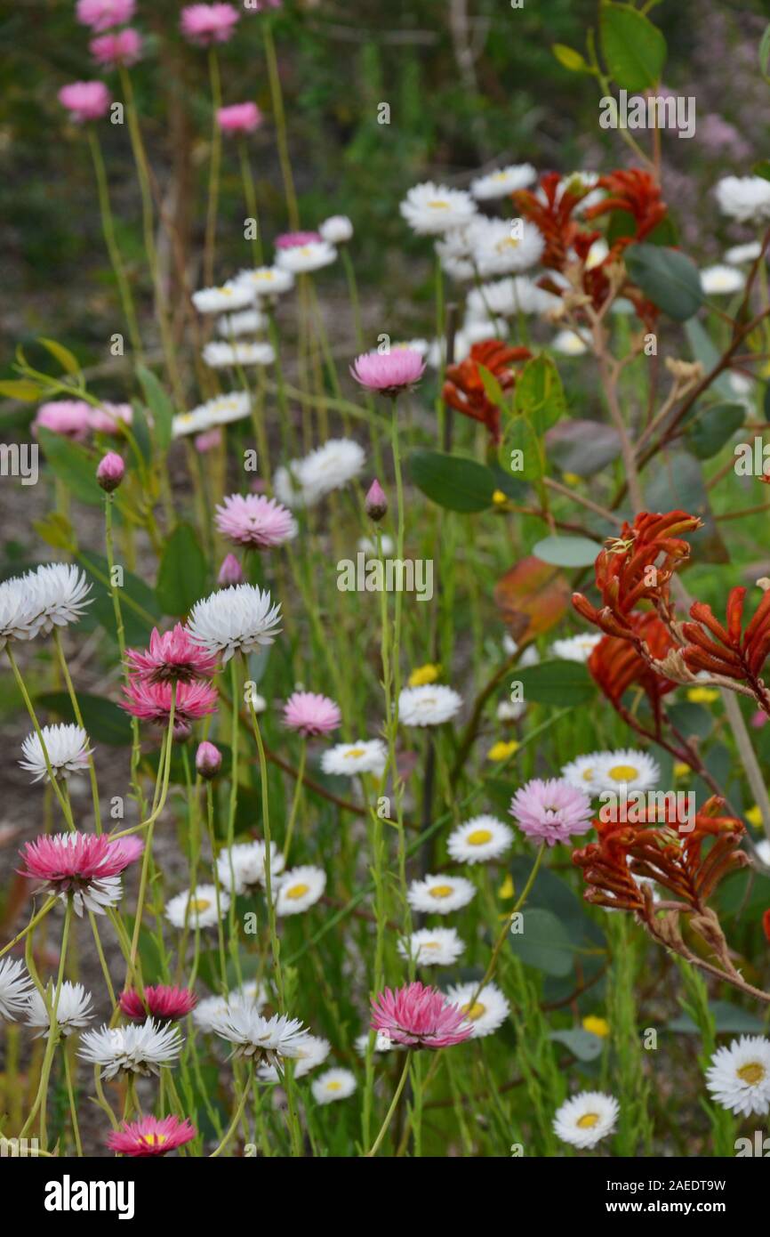 Flowerbed of lovely tall multicoloured daisy flowers, on the end of ...