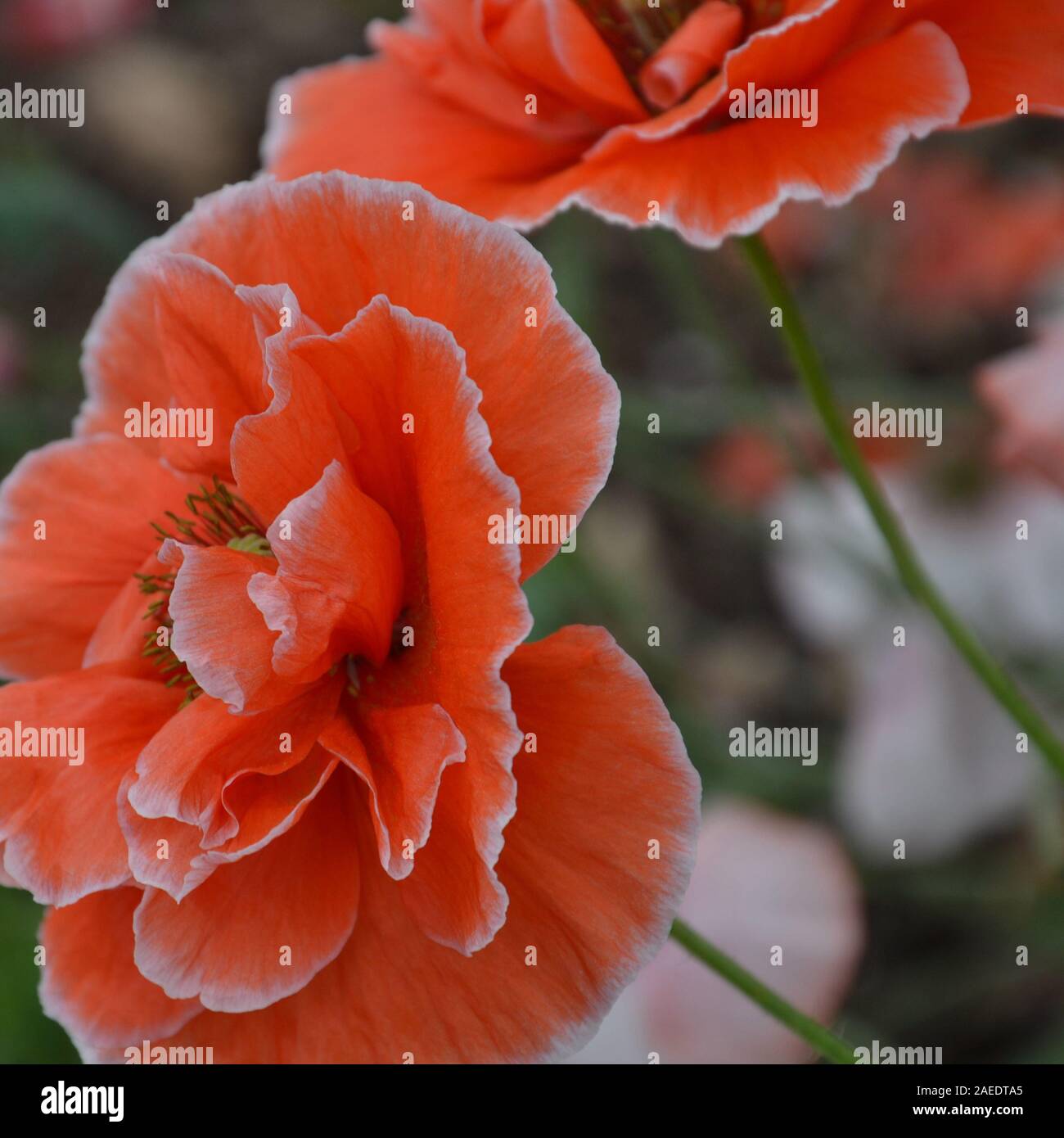 Beautiful red poppy petals hi-res stock photography and images - Alamy