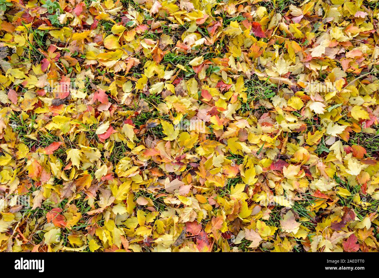 Colorful and bright background of fallen autumn leaves and green grass ...