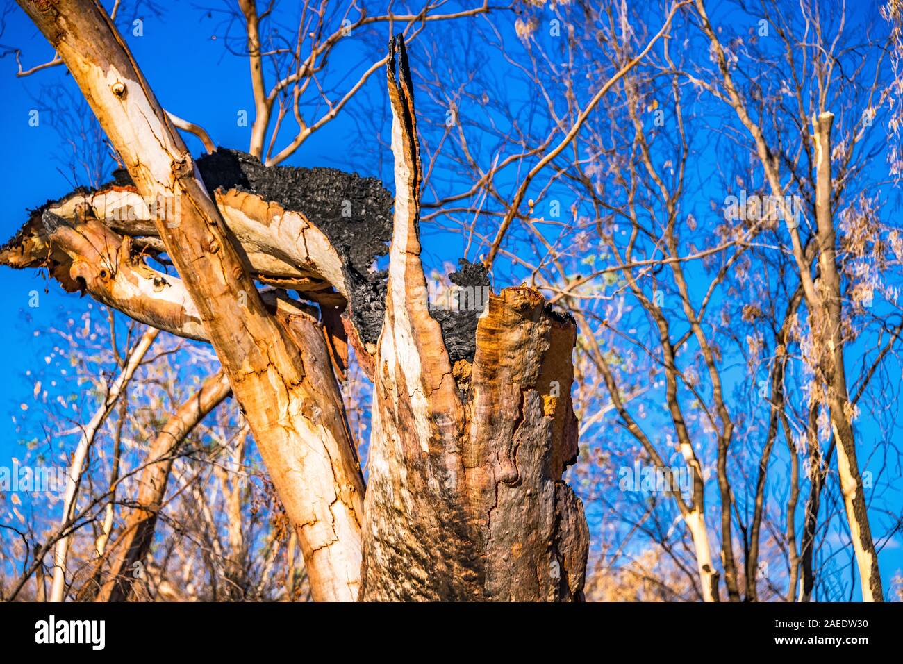 Australian bushfire regrowth hi-res stock photography and images - Alamy