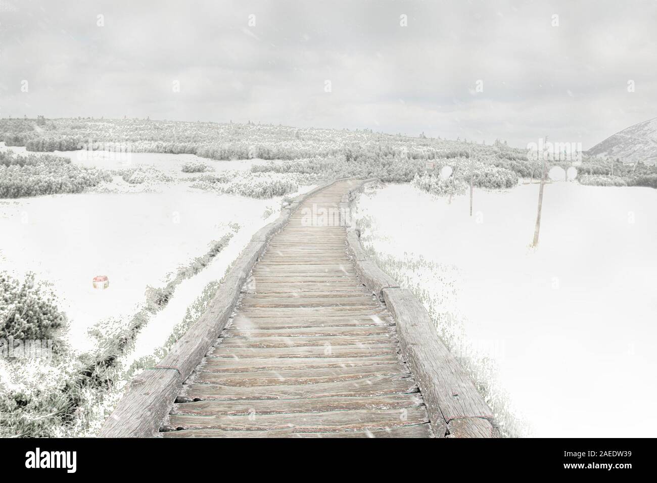 Moss in Giant mountains in National park in Czech republic., Krkonose ...