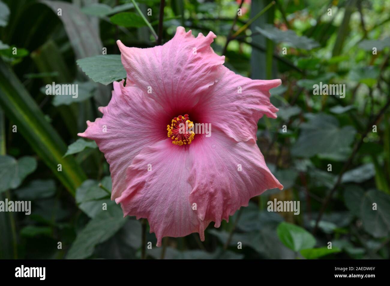 Pointed looking petals hi-res stock photography and images - Alamy