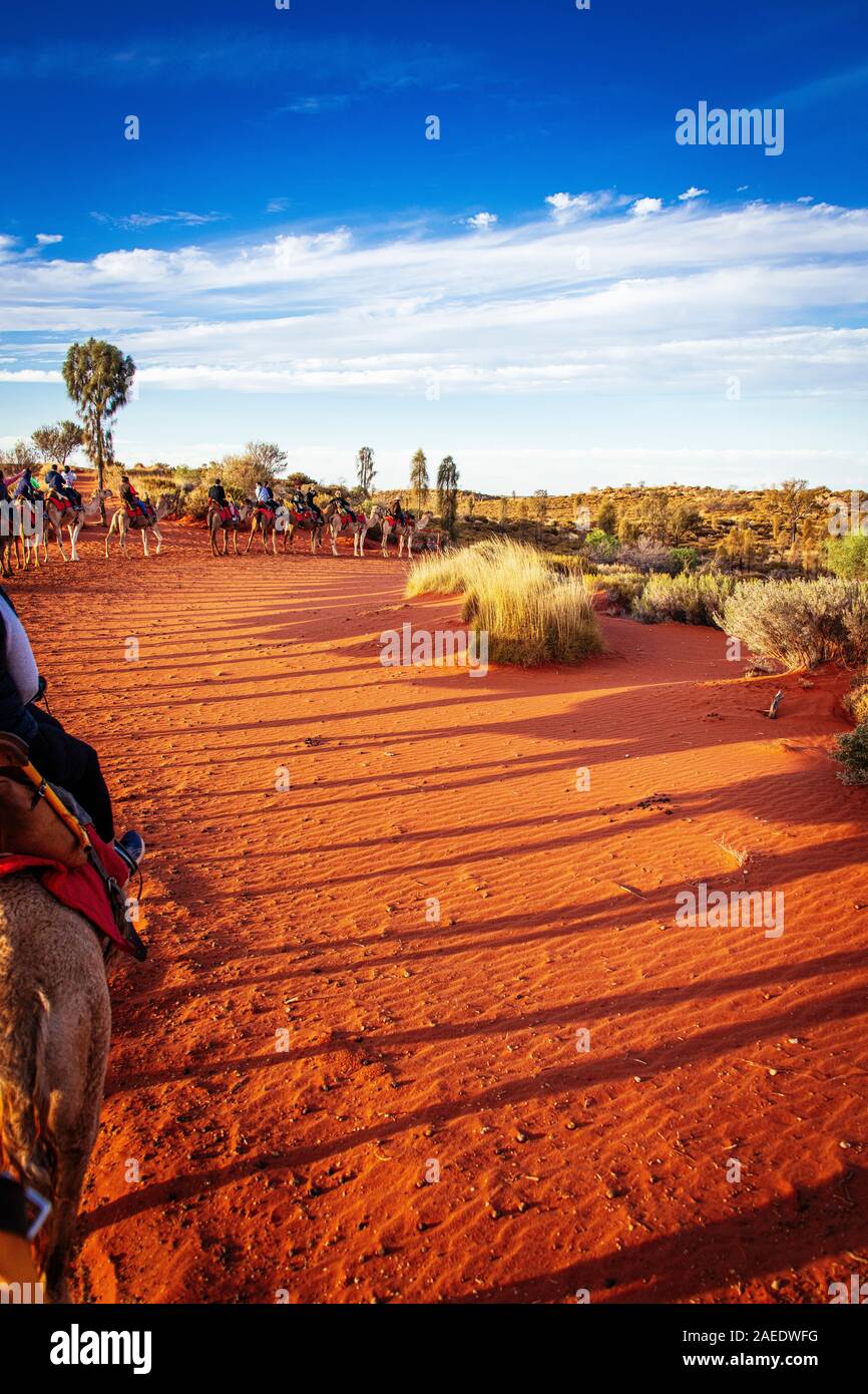 A silhouette of a camel sunset tour in the Australian outback. Uluru ...