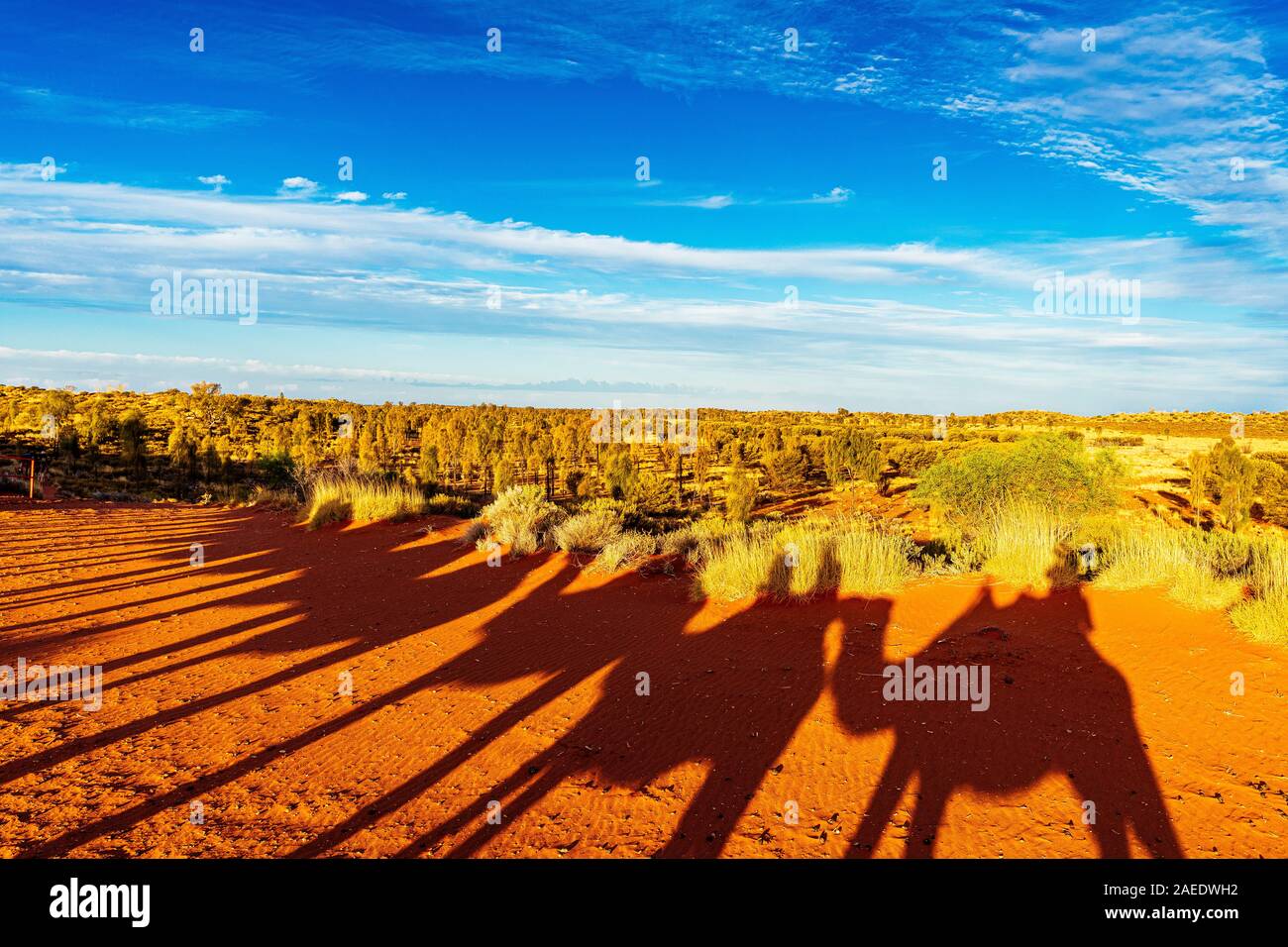 A silhouette of a camel sunset tour in the Australian outback. Uluru ...