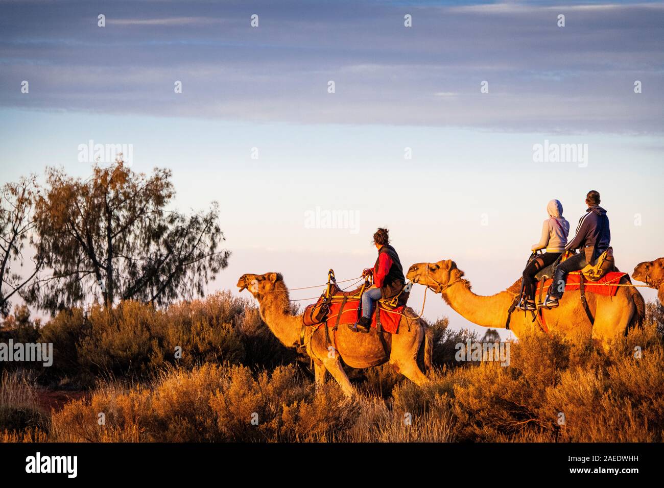Tourists on sunset camel tour near Uluru in the Australian outback ...