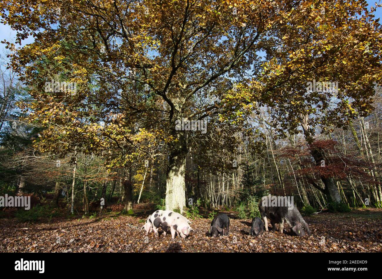 Pigs roaming and eating acorns in the new Forest under a oak in ...