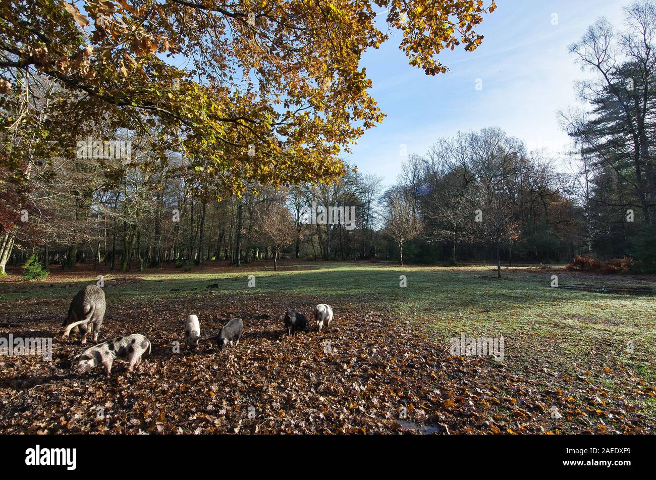 Pigs eating acorns hi-res stock photography and images - Alamy