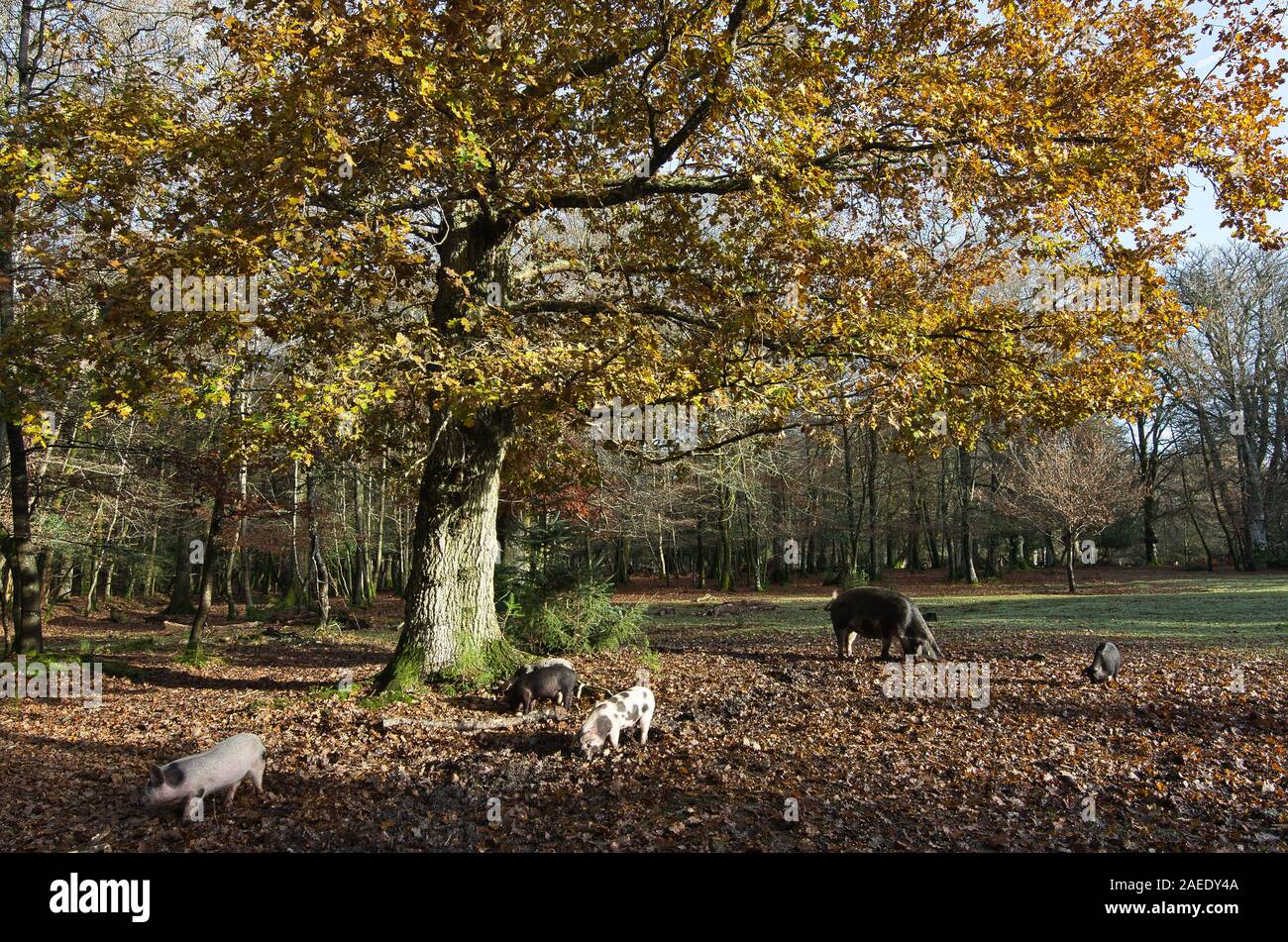 Pigs roaming and eating acorns in the new Forest under a oak in ...