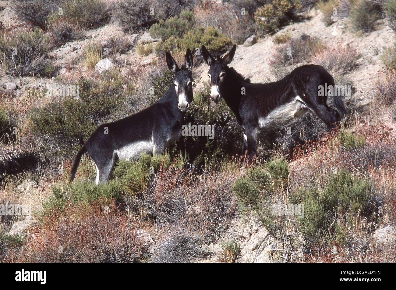 Wild Burros in the Mojave Desert in California Stock Photo - Alamy