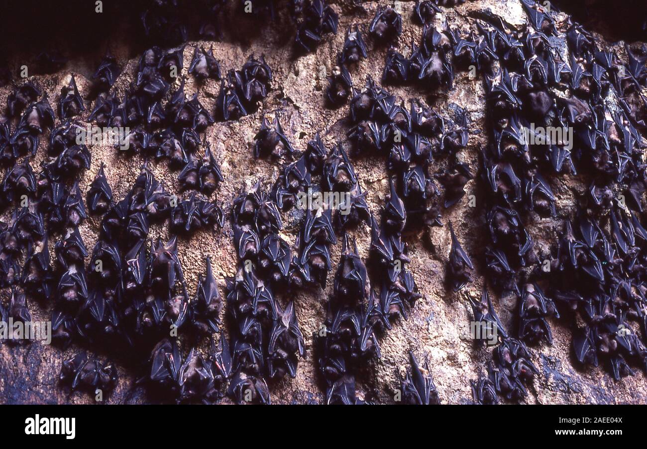 Bats in Bali Stock Photo - Alamy