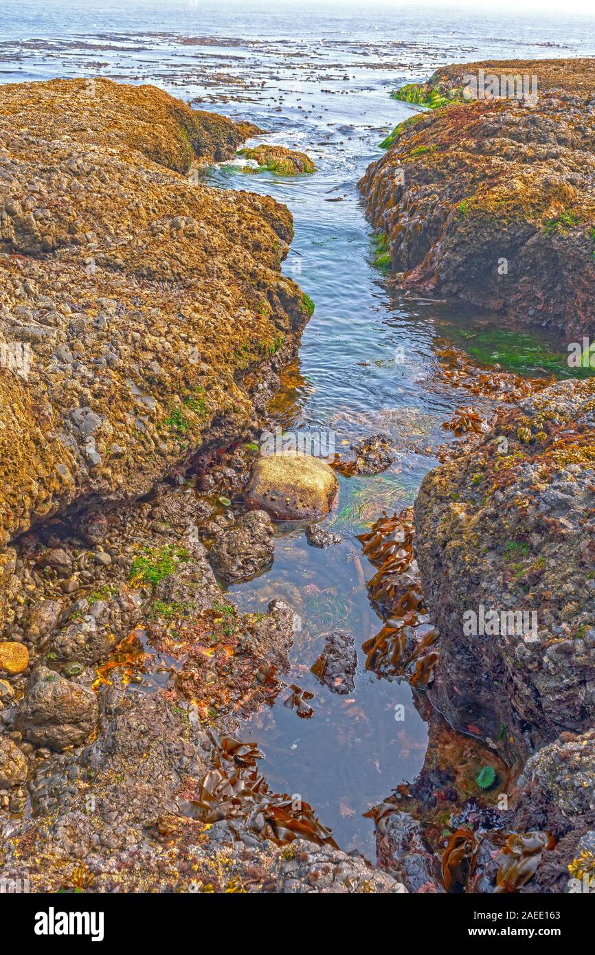 Coastal Rocks at Low Tide on the coast of the Olympic Peninsula at Salt ...