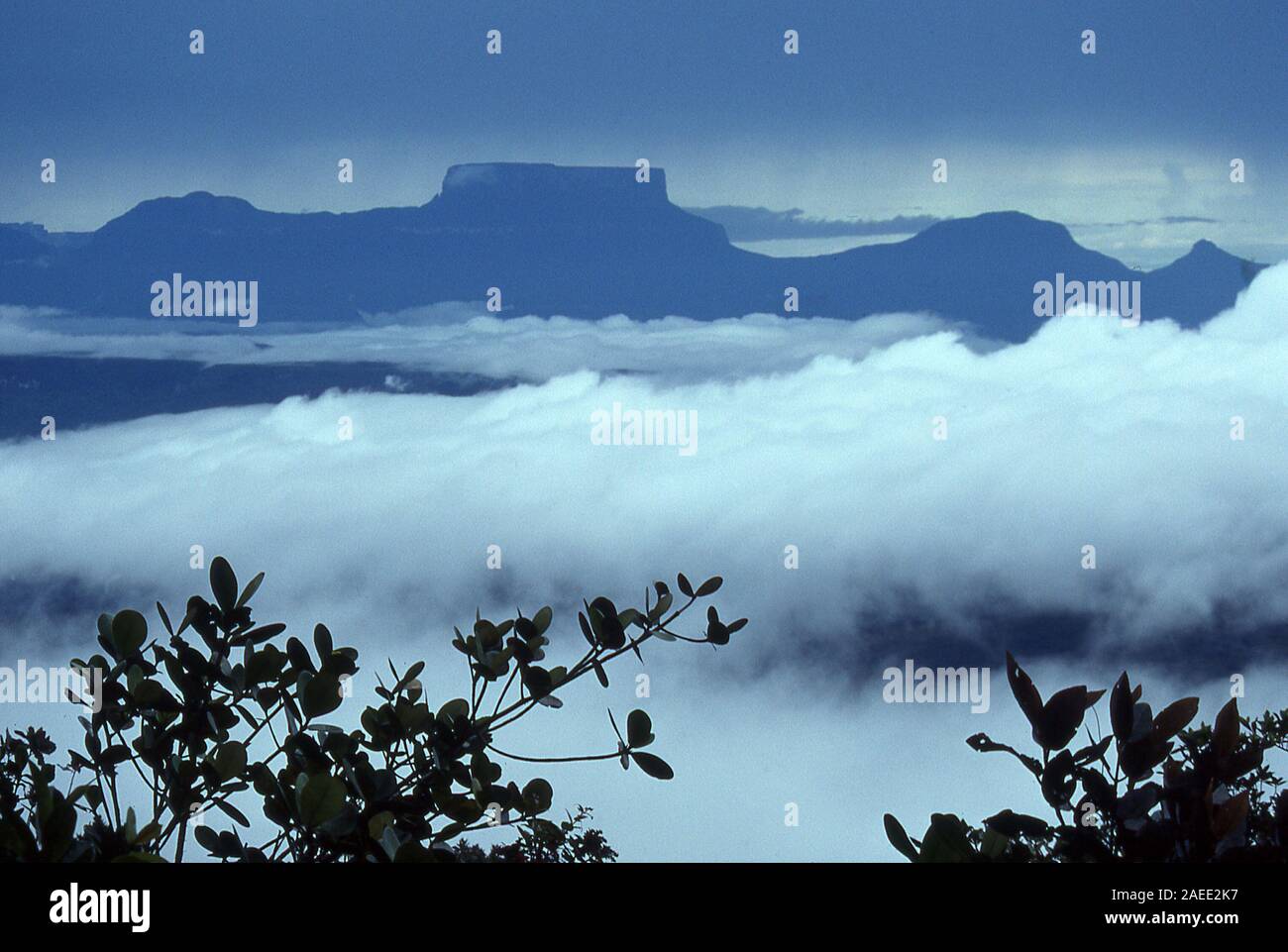 Tepui Country in Venezuela Stock Photo - Alamy