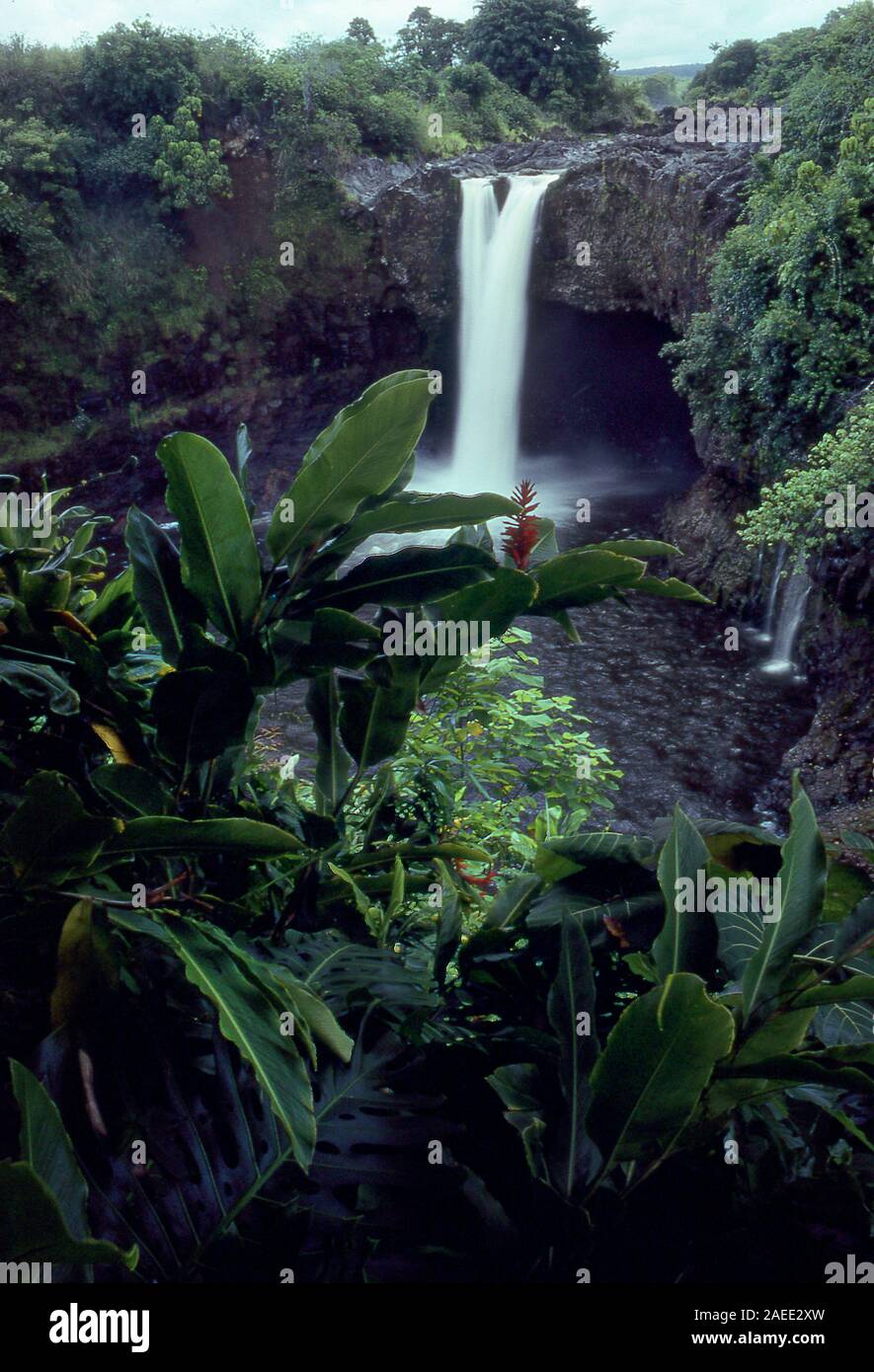 Banyan tree big island hawaii hi-res stock photography and images - Alamy