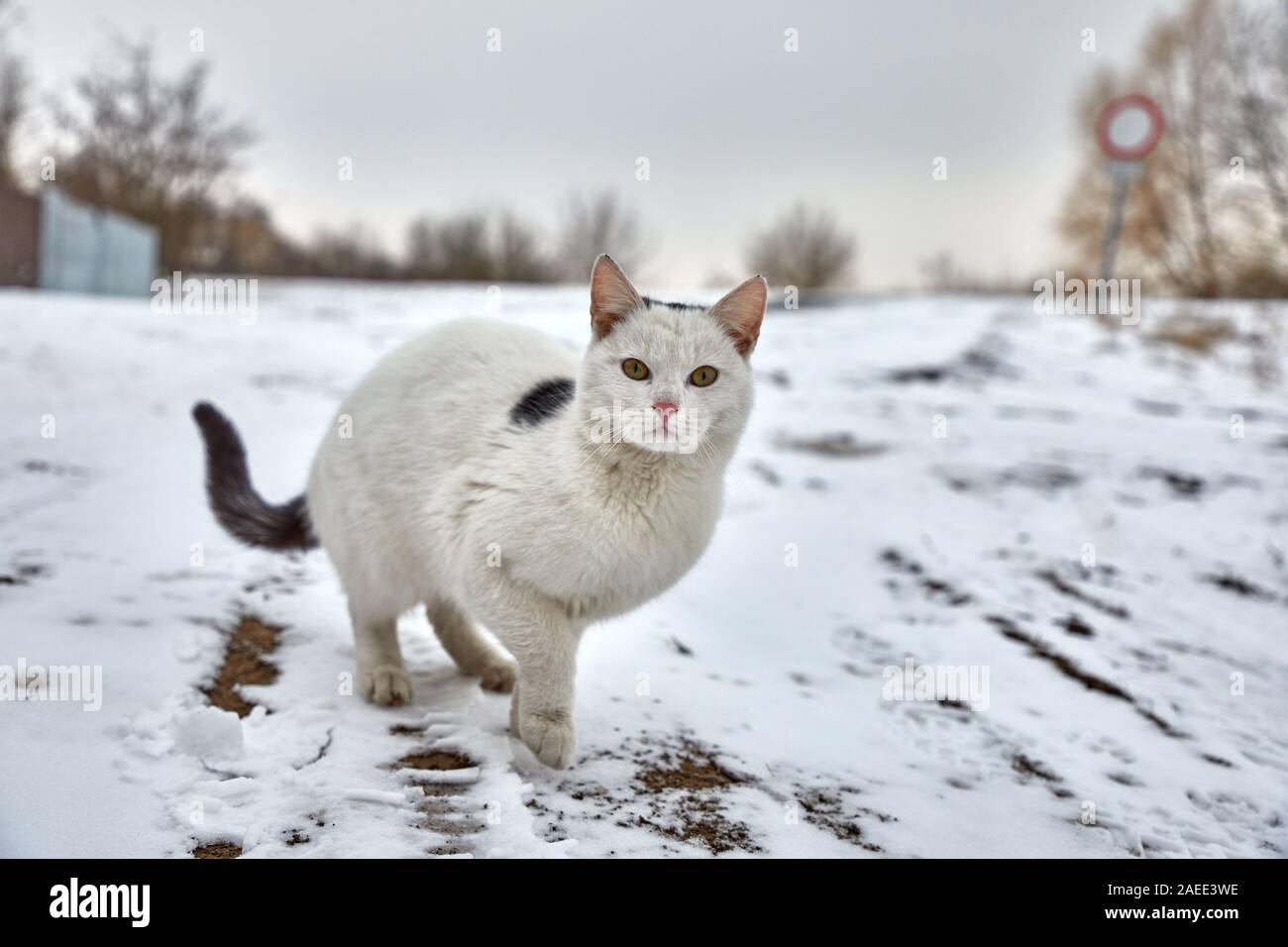 Cat in winter snow Stock Photo - Alamy