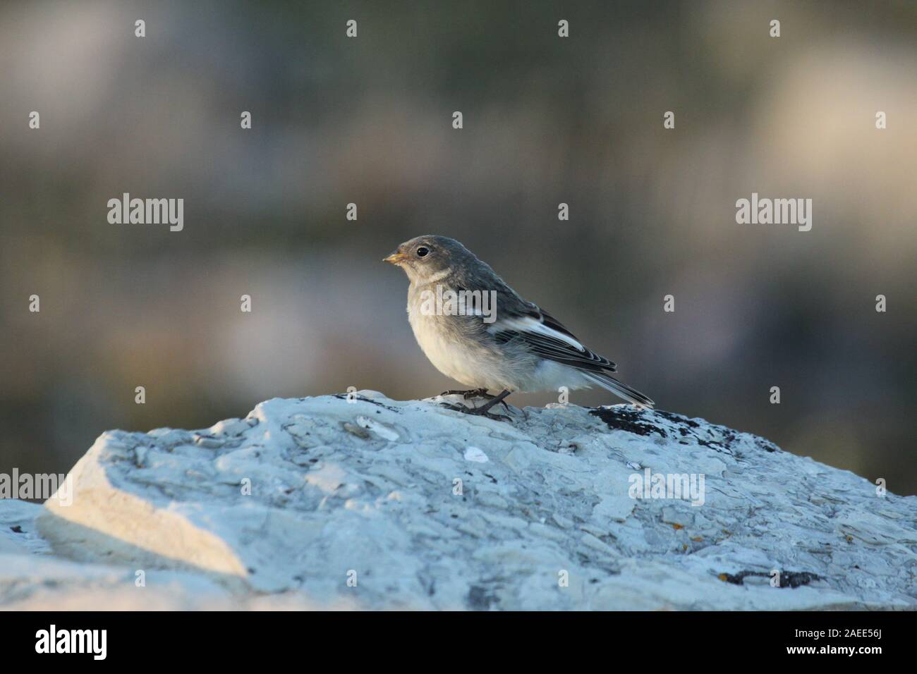 Closeup of a young snow bunting (Plectrophenax nivalis) perching on ...