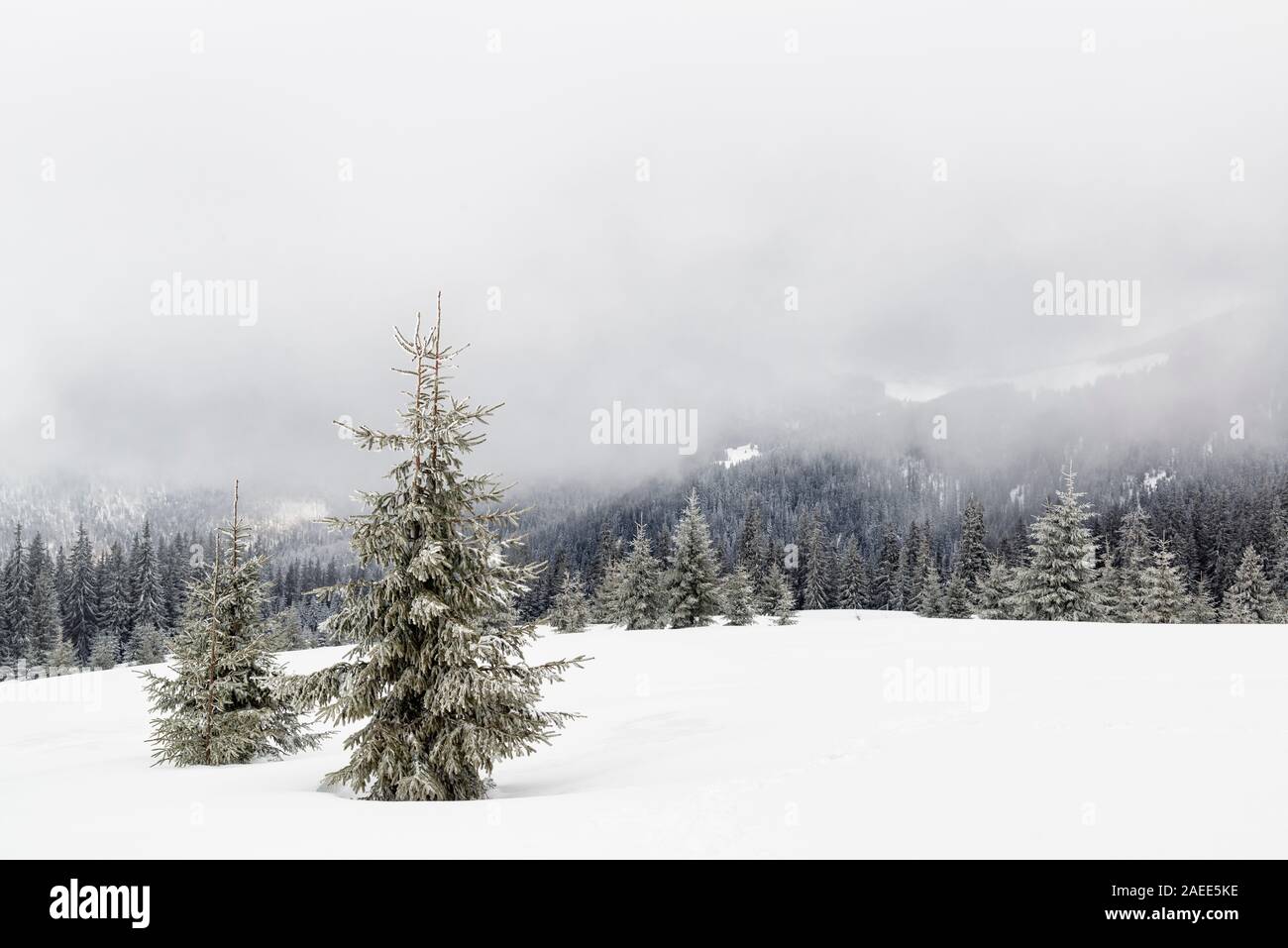 Beautiful Christmas scene with snowy fir trees in the winter mountains ...