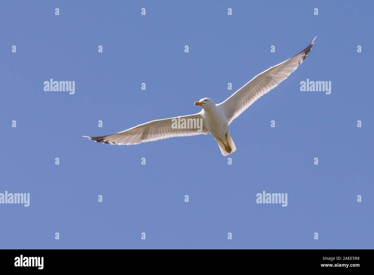 A big seagull flies in the blue sky. Horizontal image Stock Photo - Alamy