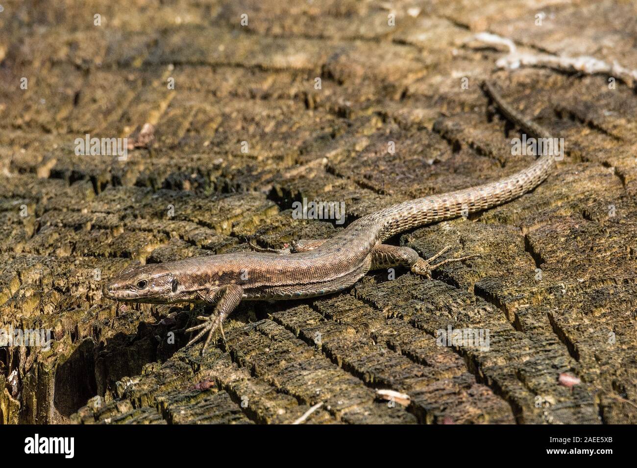 Leopard lizards hi-res stock photography and images - Alamy