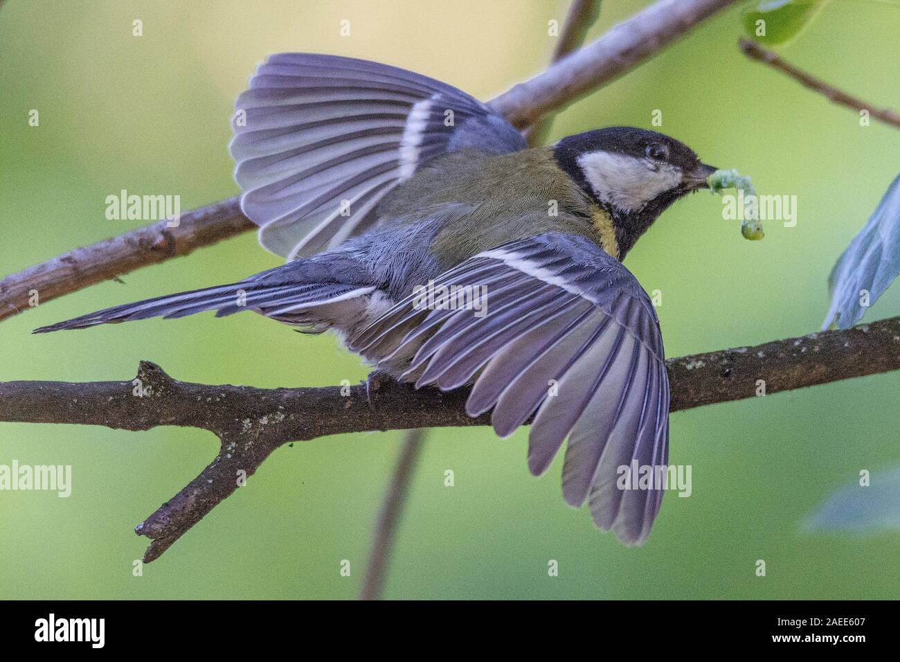 a great tit holds a larva in its beak, a small colored bird with open ...