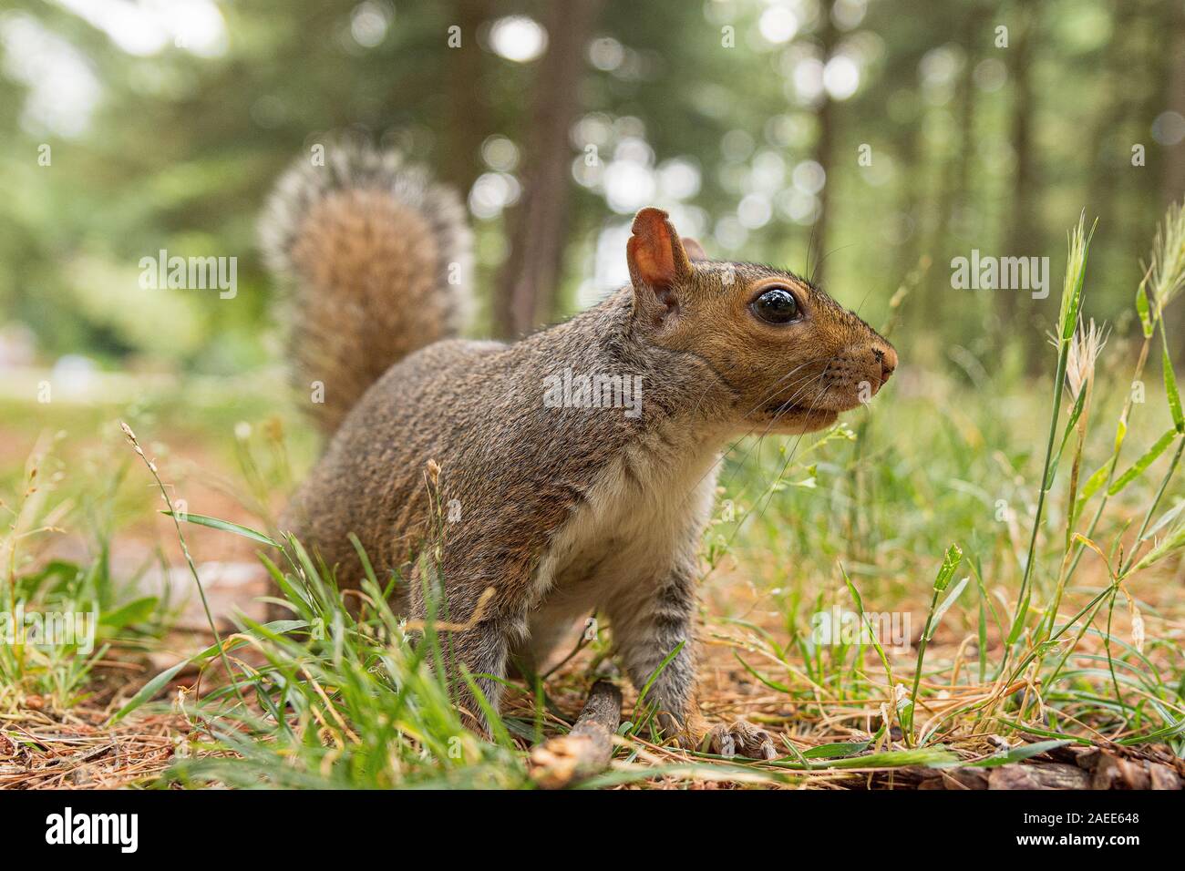 Portrait of gray squirrel in the forest, nature photography of wild ...