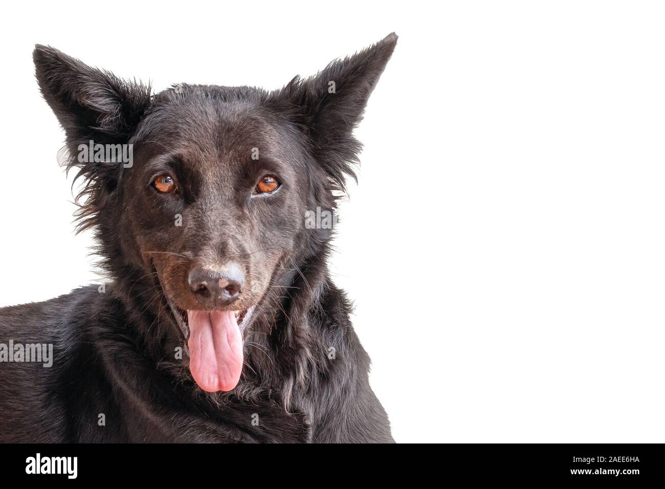 Black gray dog mutt is suffering from the heat on the street in the ...
