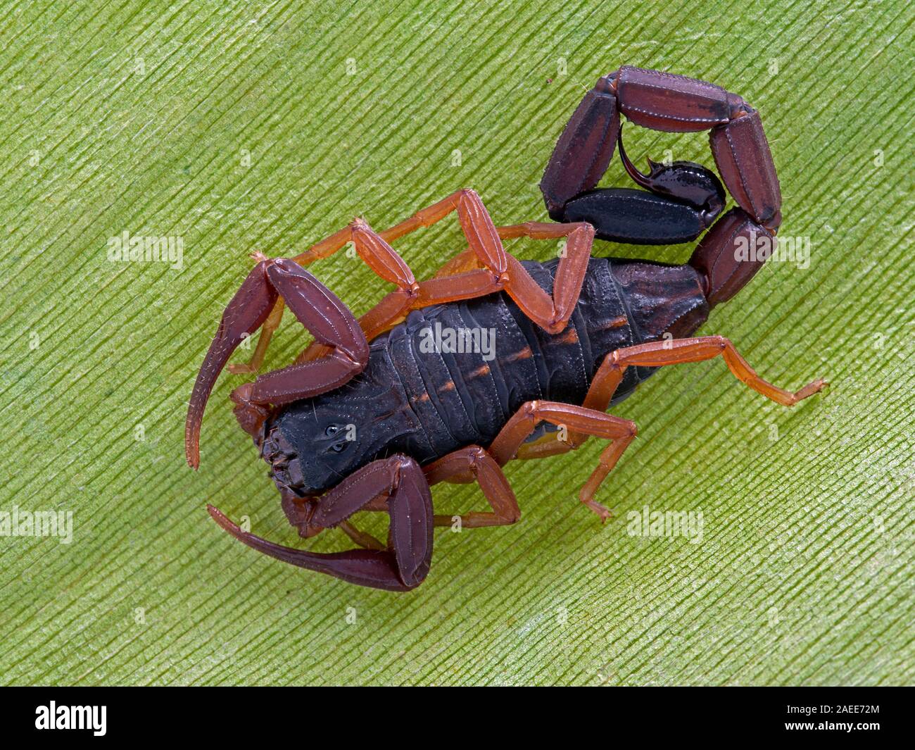 Colourful juvenile brown bark scorpion Florida bark scorpion ...