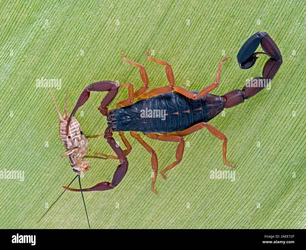Florida bark scorpion hi-res stock photography and images - Alamy