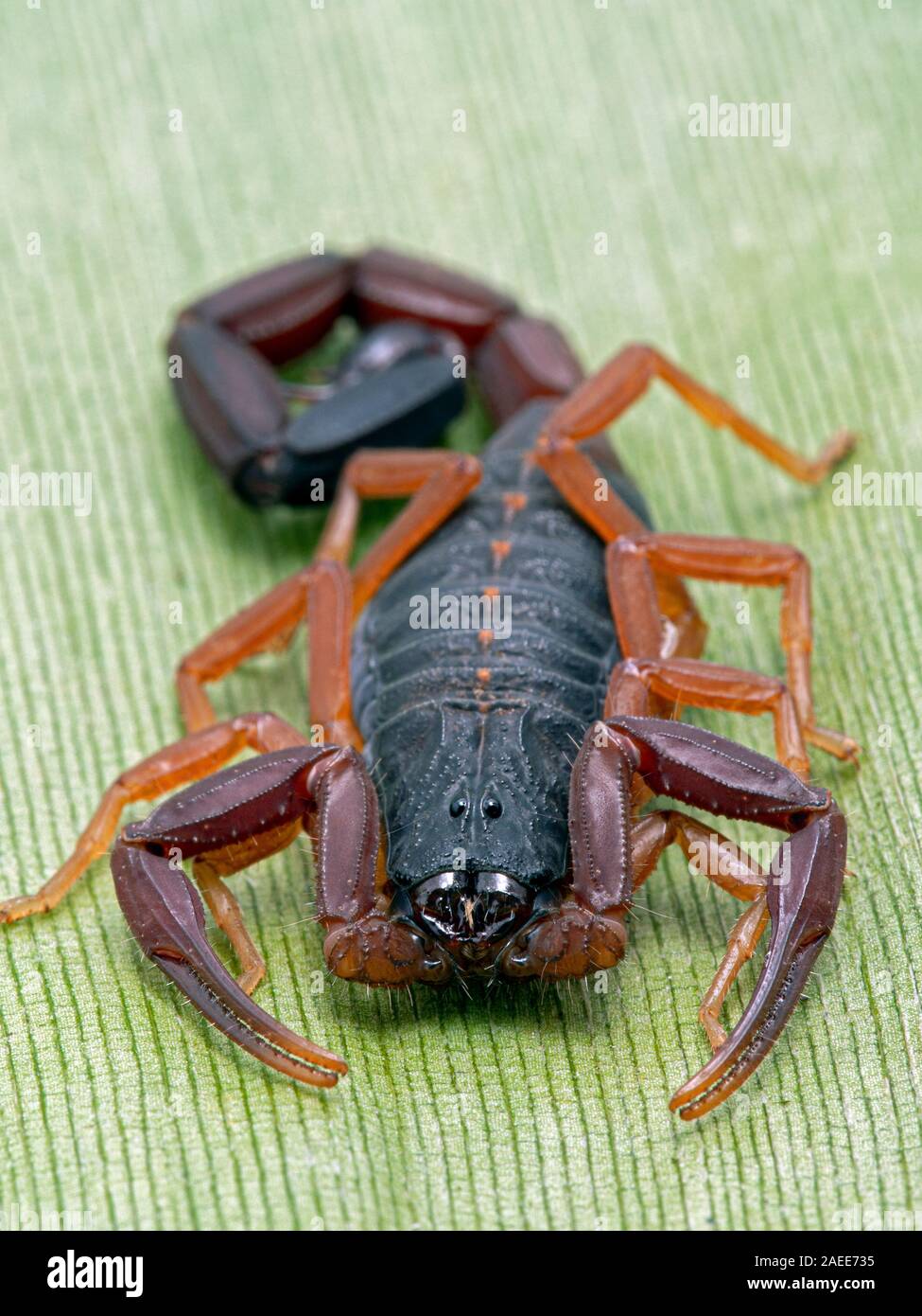 Juvenile brown bark scorpion (Florida bark scorpion), Centruroides ...