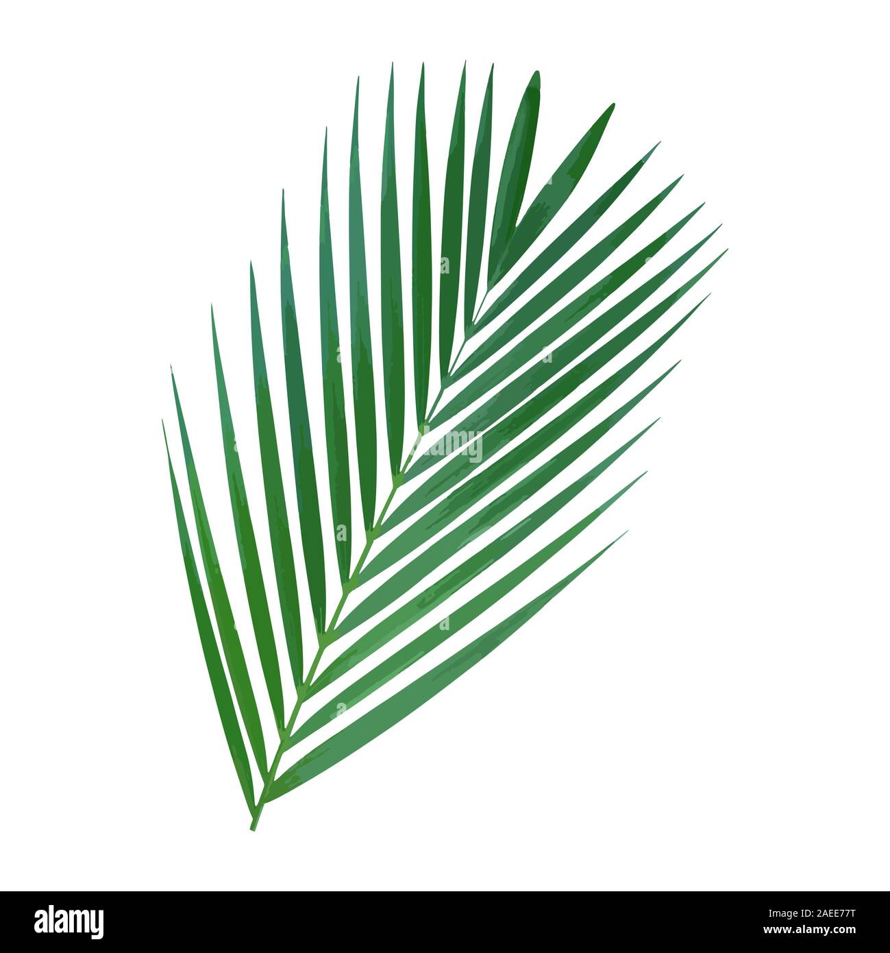 Palm leaf vector illustration Stock Vector Image & Art - Alamy