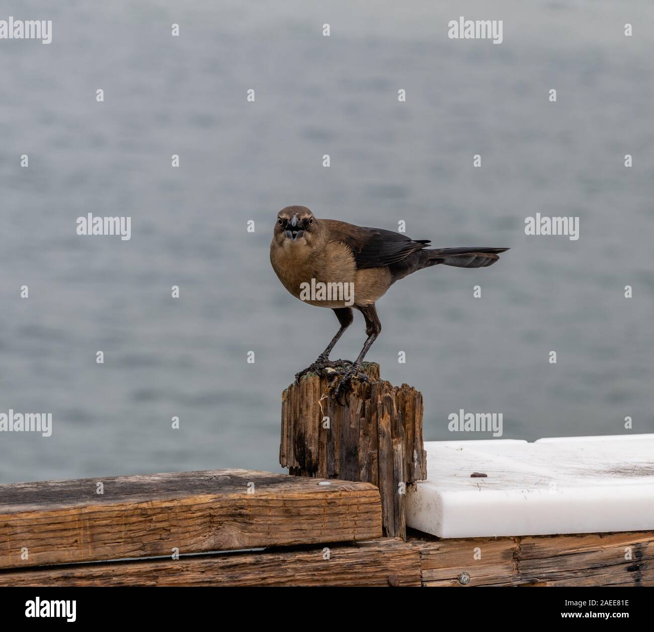 Rusty blackbird at the Oceanside pier, Southern California Stock Photo ...