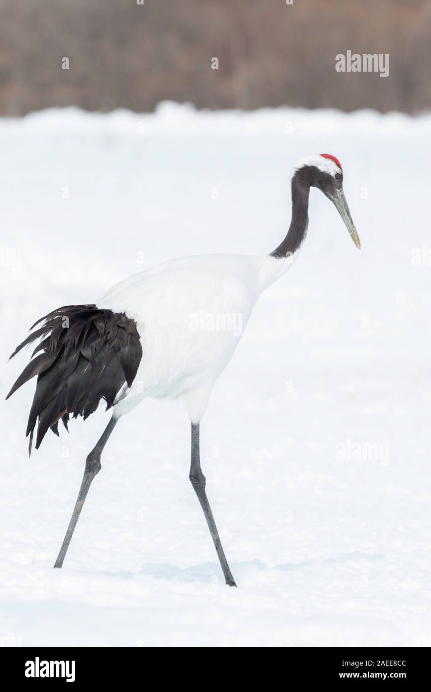 Japanese red-crowned crane, Hokkaido Stock Photo - Alamy