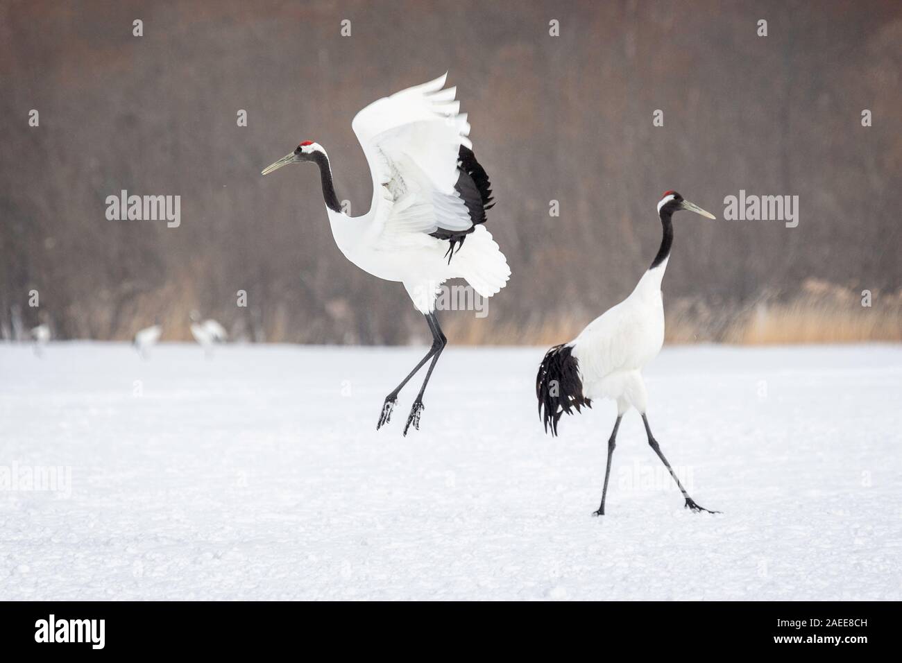 Japanese red-crowned crane, Hokkaido Stock Photo - Alamy