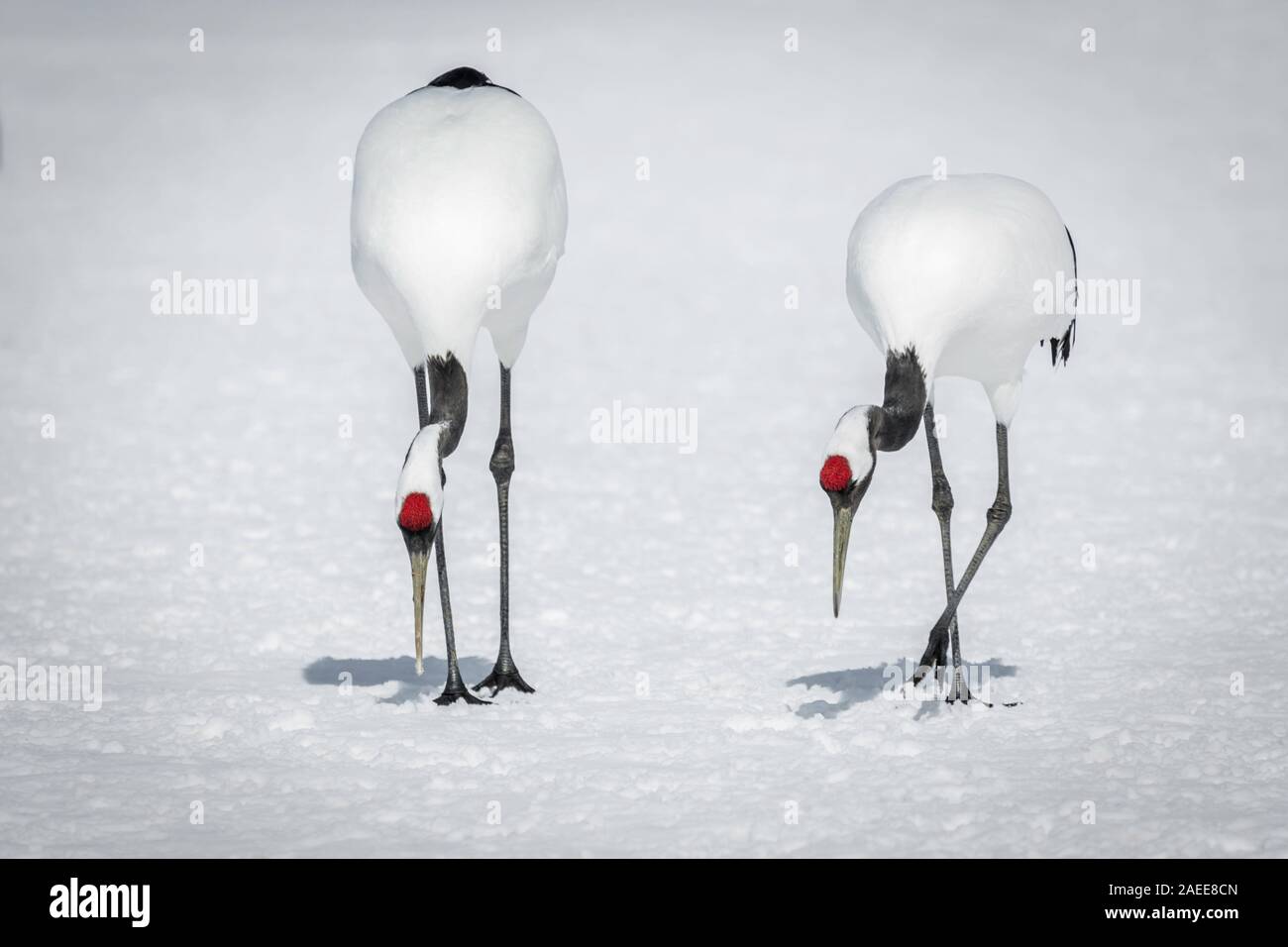 Japanese red-crowned crane, Hokkaido Stock Photo - Alamy