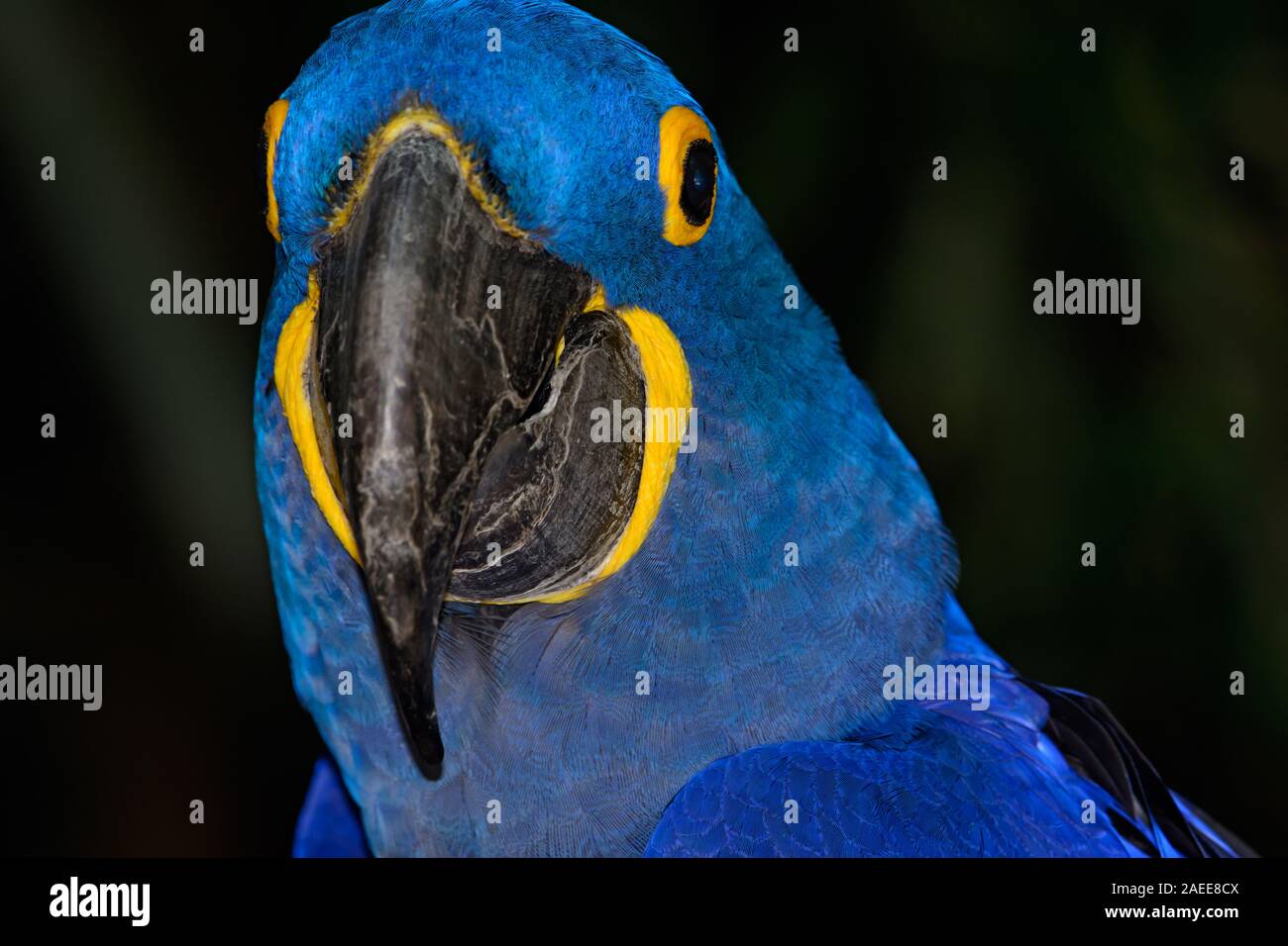 Hyacinth macaw (Anodorhynchus hyacinthinus), or hyacinthine macaw with ...