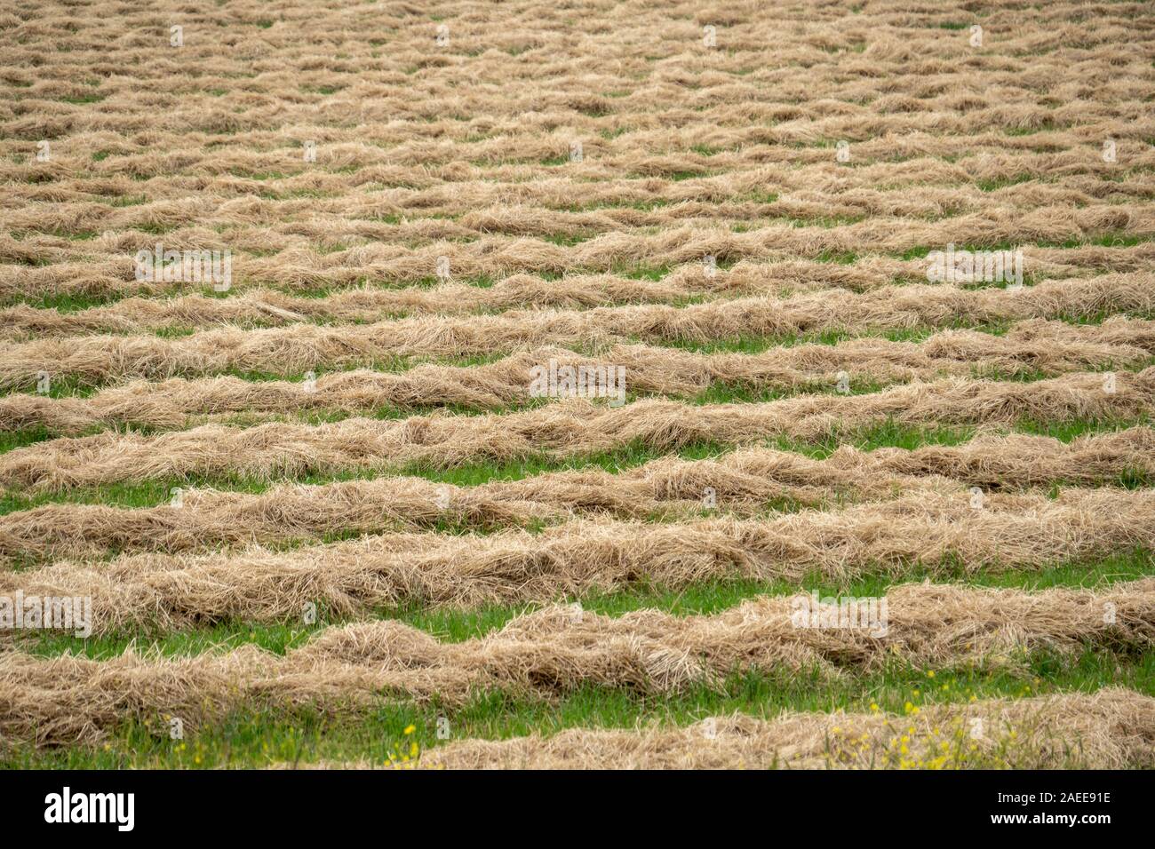 Raked hay hi-res stock photography and images - Alamy