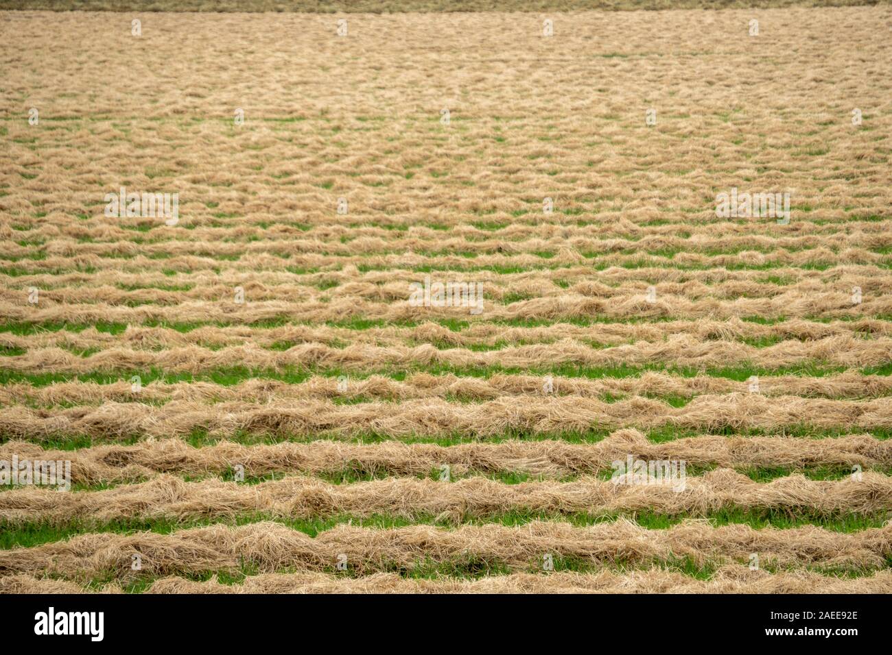 Dry Hay field raked into rows for bailing Stock Photo - Alamy
