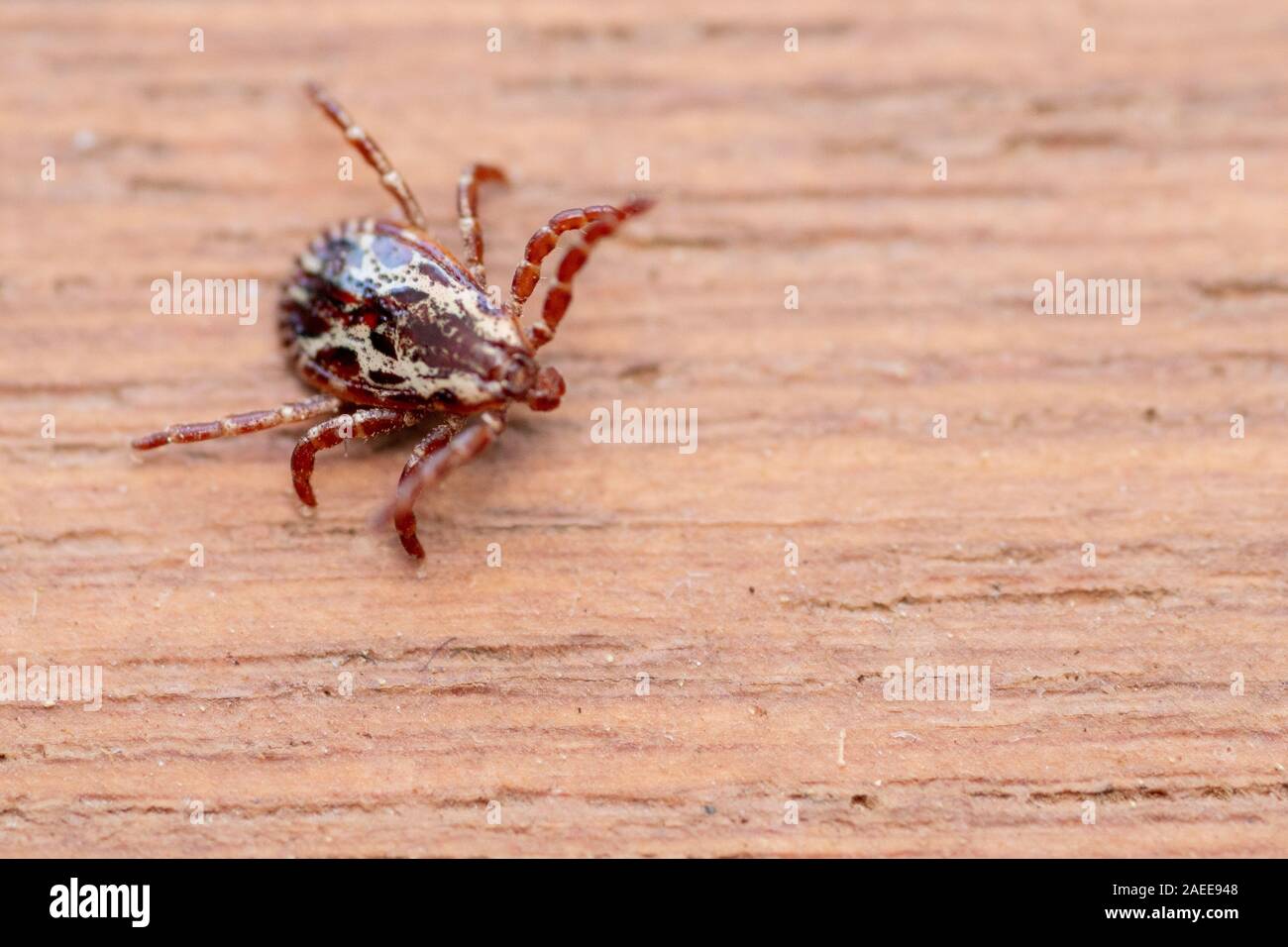 Small dog tick crawling over wood table background Stock Photo - Alamy