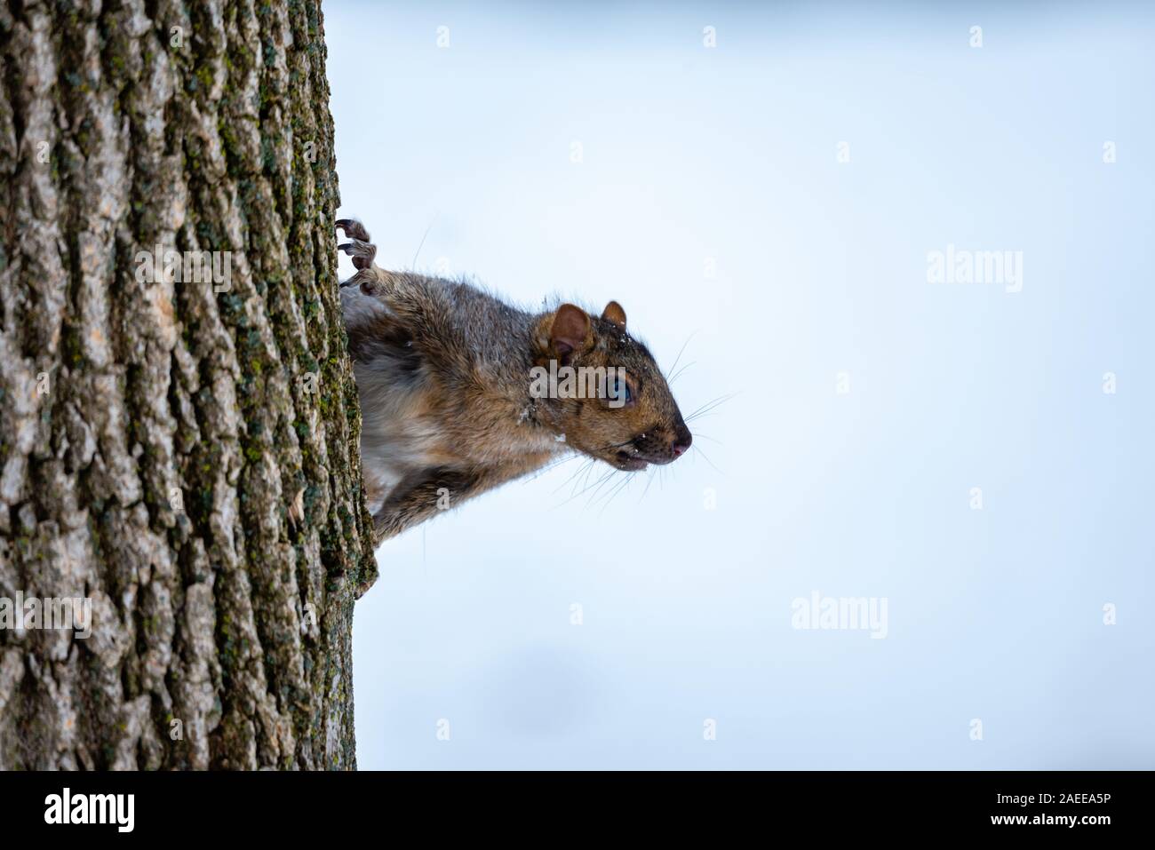 Grey squirrel isolated white background hi-res stock photography and ...