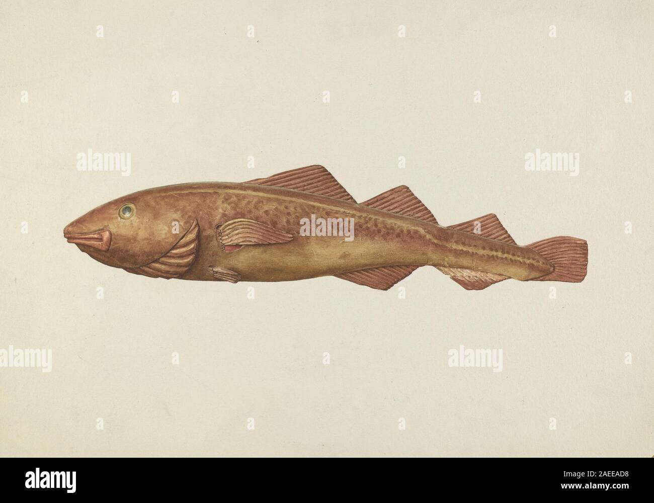 Illustratedscales hi-res stock photography and images - Alamy