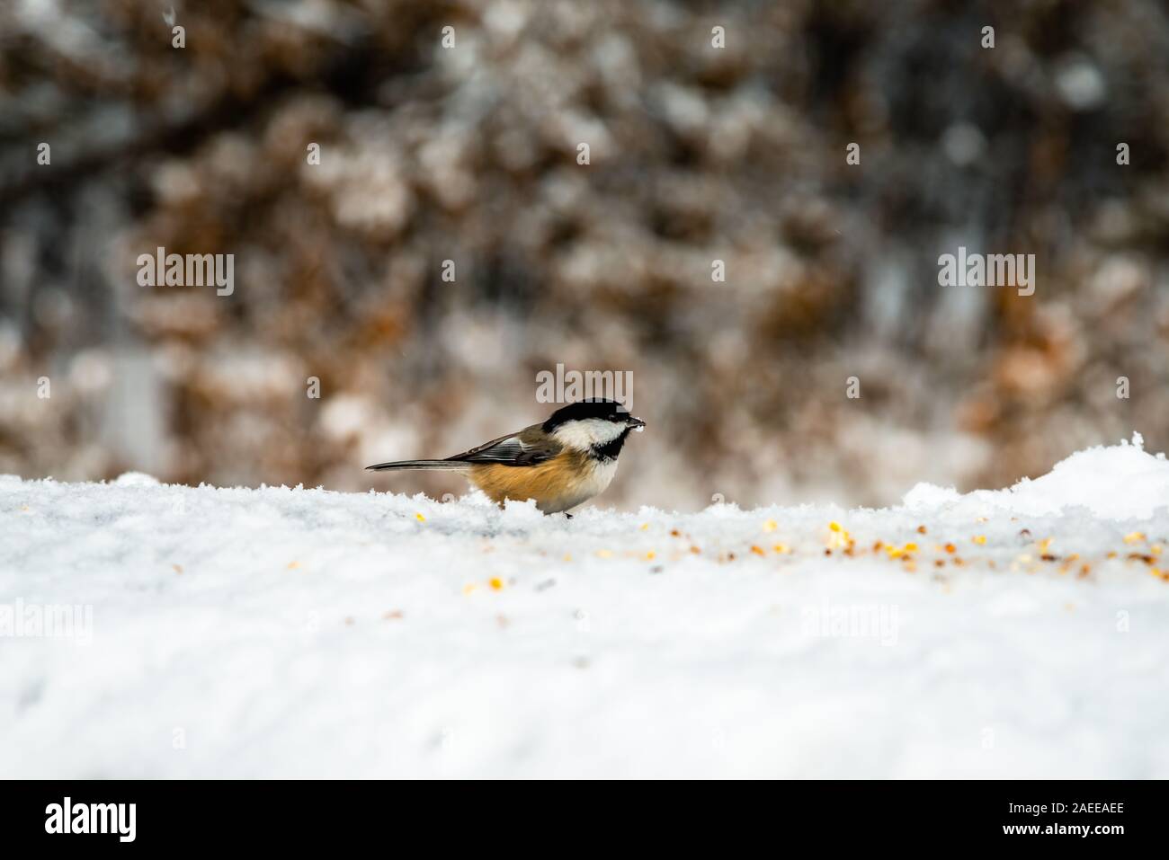 Grain eating birds hi-res stock photography and images - Alamy