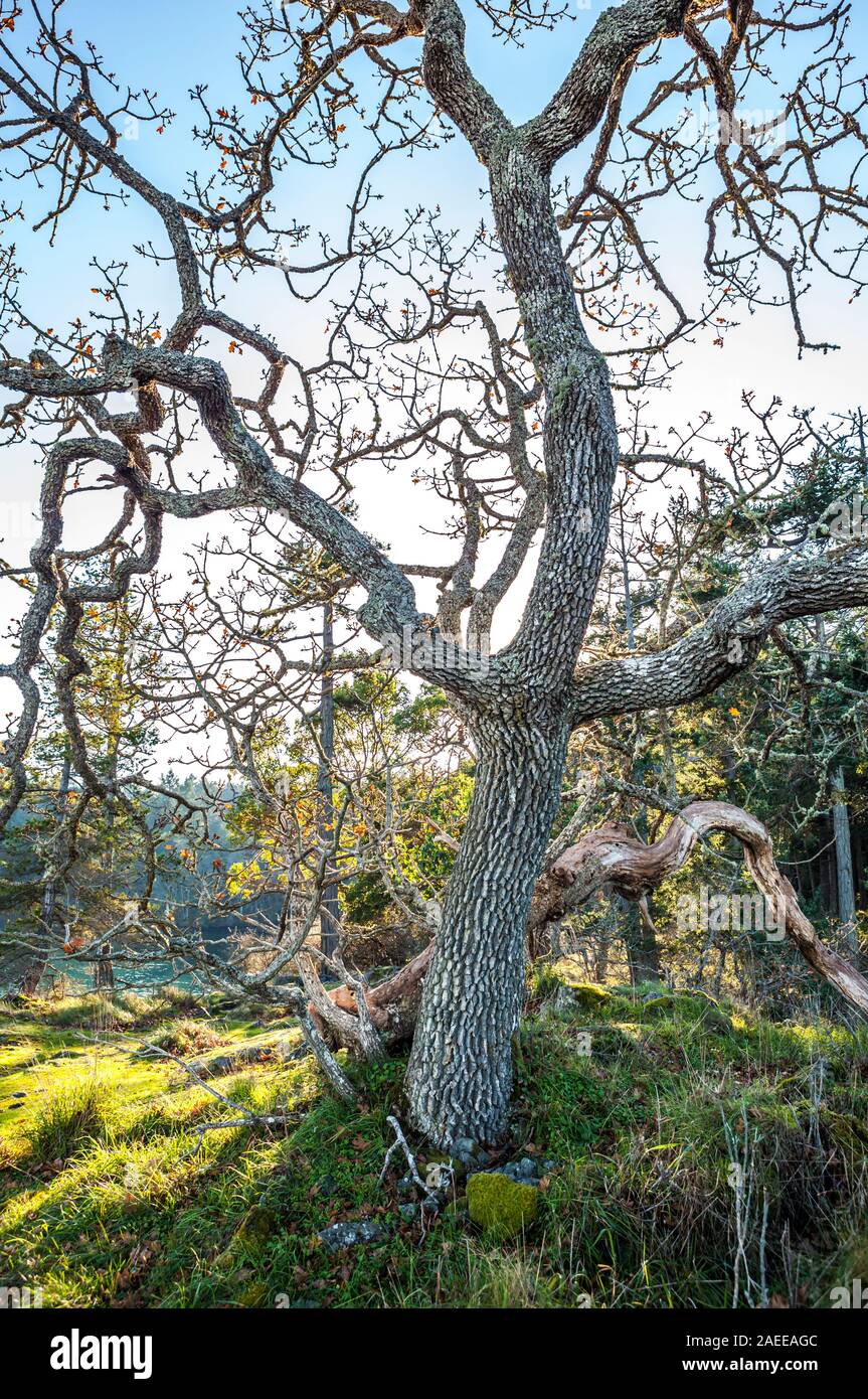 An old Oak tree on a sunny day, Ruckle Provincial Park, Salt Spring ...