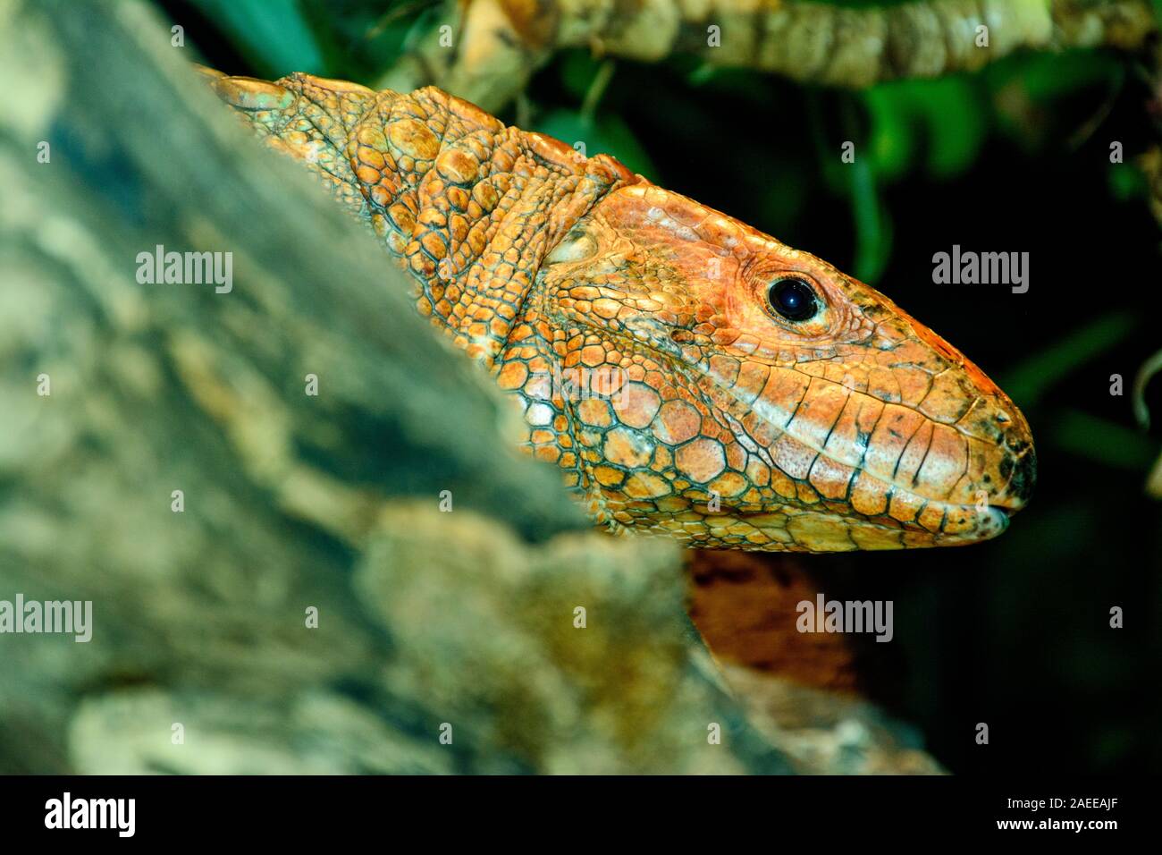 Amazon forest dragon hi-res stock photography and images - Alamy