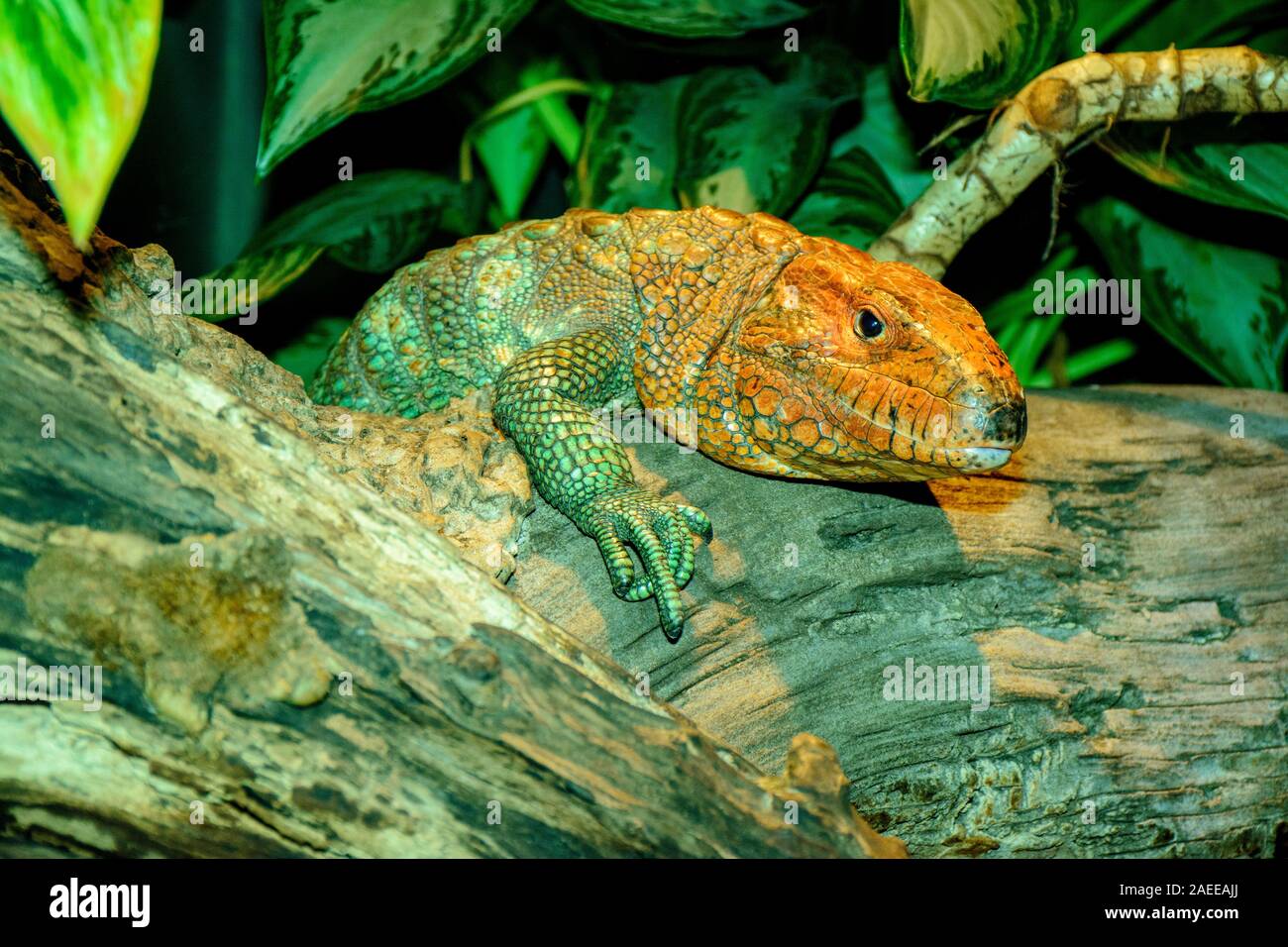 Amazon forest dragon hi-res stock photography and images - Alamy