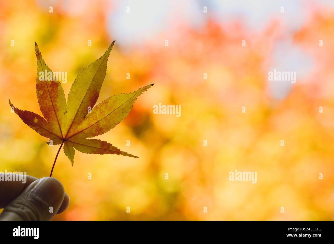 Hand holding maple leaf hi-res stock photography and images - Alamy