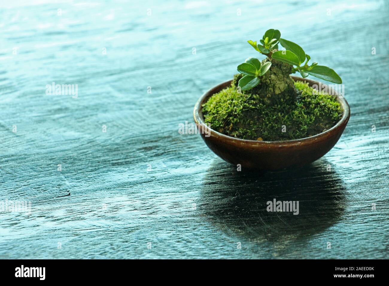 Big and small plants hi-res stock photography and images - Alamy